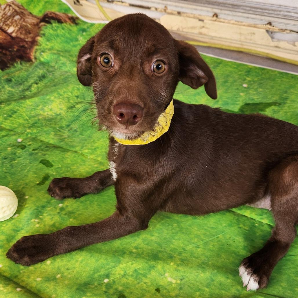 Dog for adoption - Noelle JuM, a Chocolate Labrador Retriever & Terrier ...