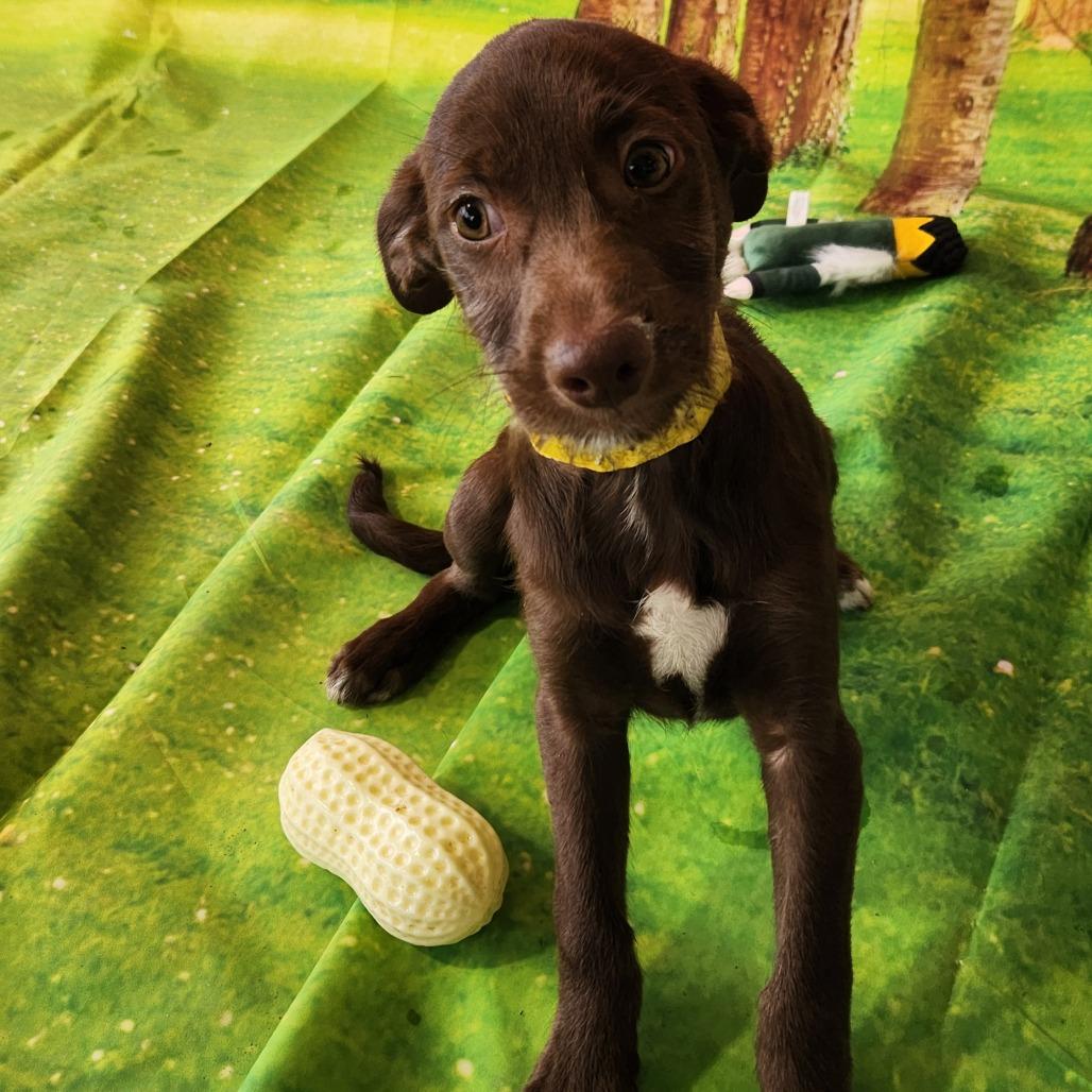 Dog for adoption - Noelle JuM, a Chocolate Labrador Retriever & Terrier ...