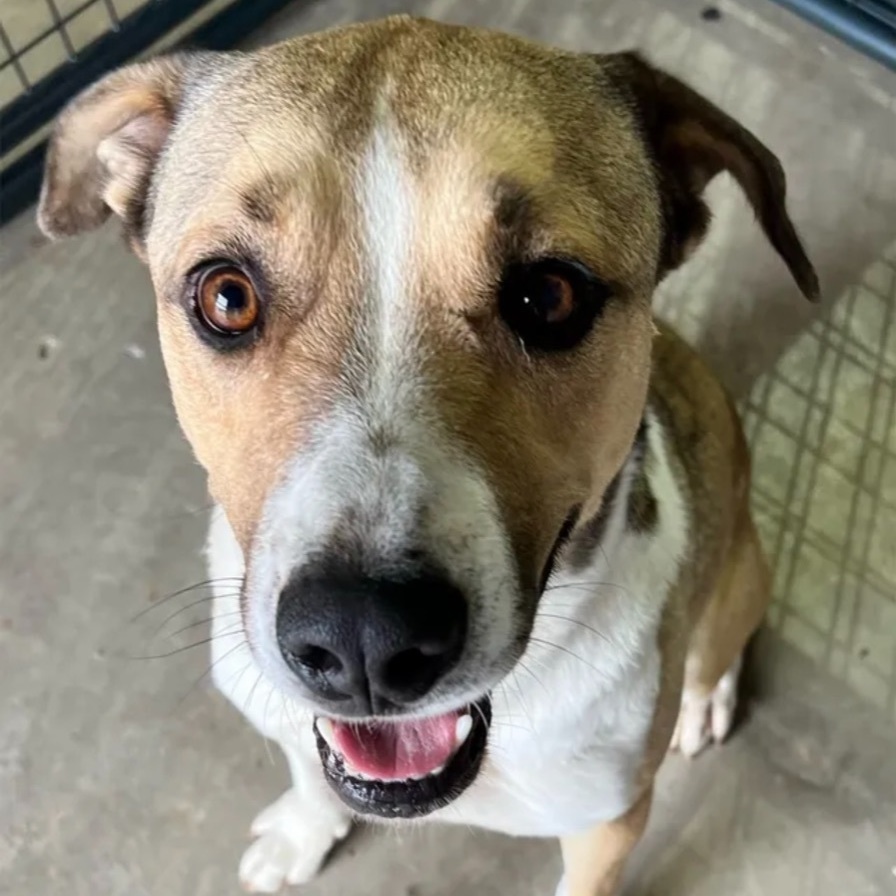 Dog for adoption - Squidword, a Mixed Breed in Aurora, CO | Petfinder