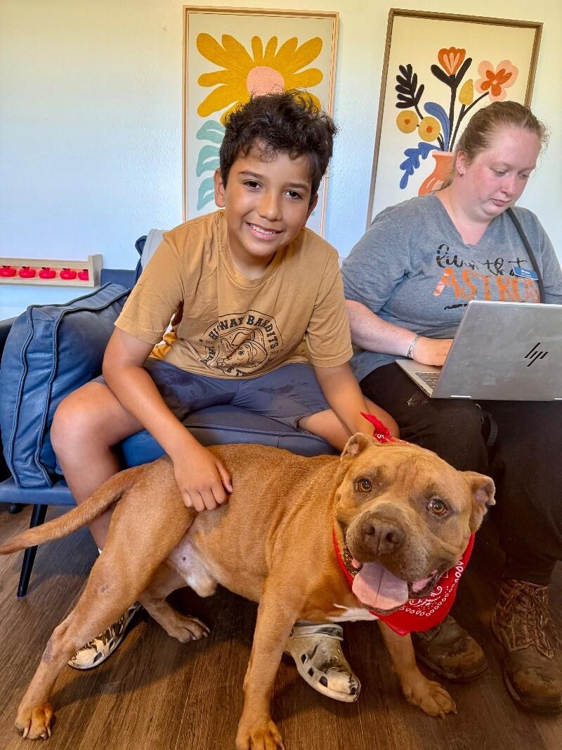 Dog for adoption - Brisket Boi Thicc Hunka Chunka, an American Bulldog ...