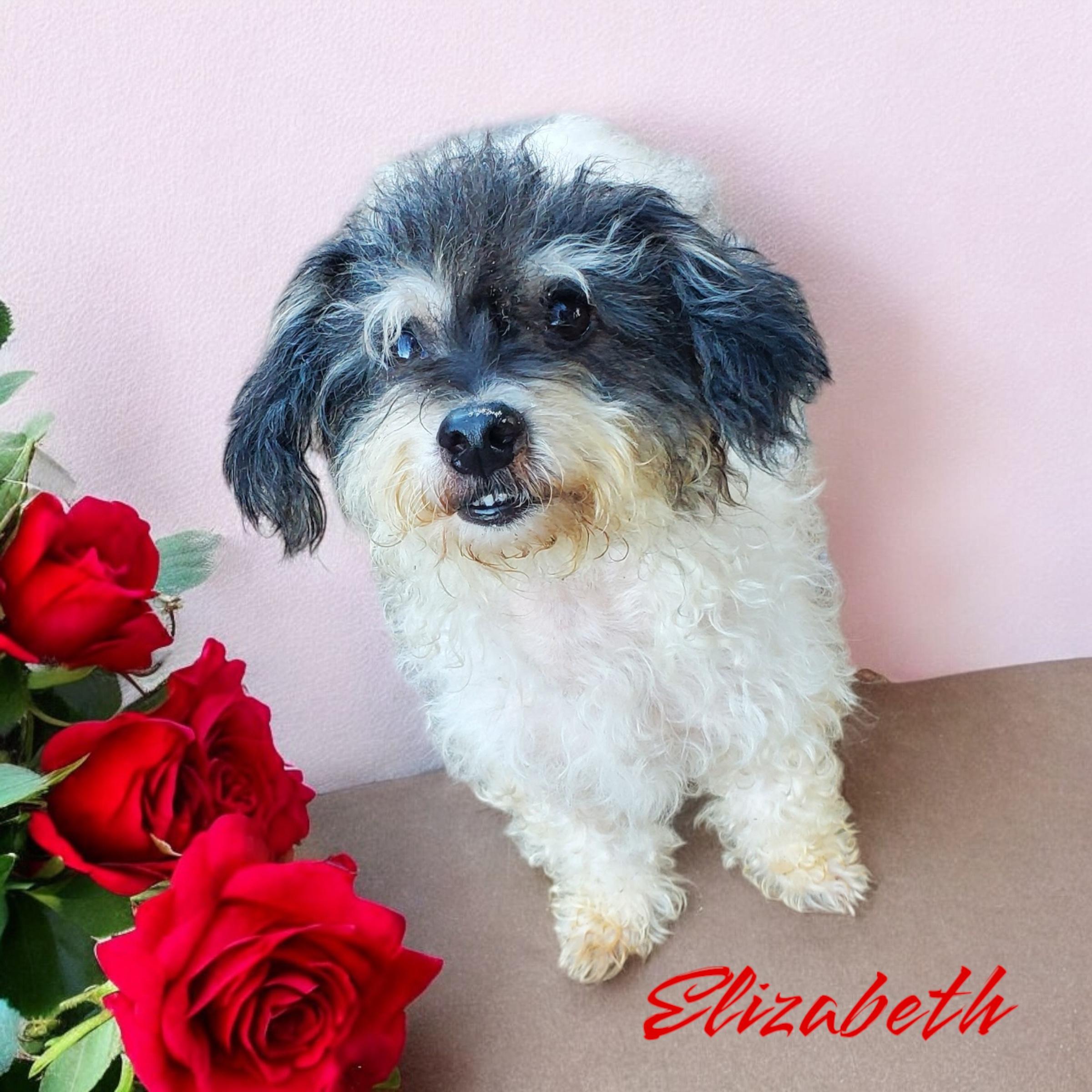 Dog for adoption - Elizabeth, a Shih Tzu in South Amboy, NJ | Petfinder