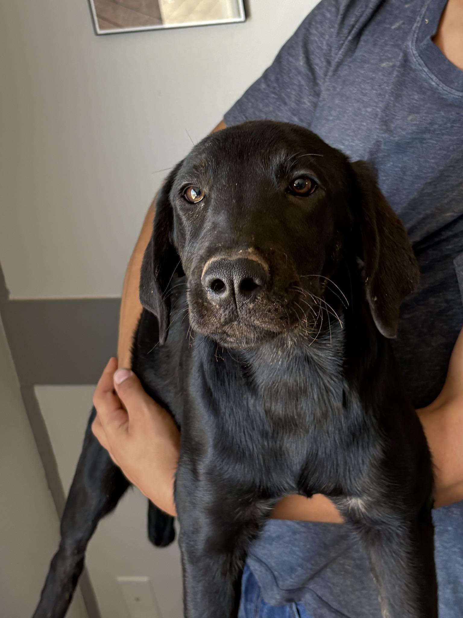 Dog for adoption - Electra, a Dutch Shepherd & Black Labrador Retriever ...