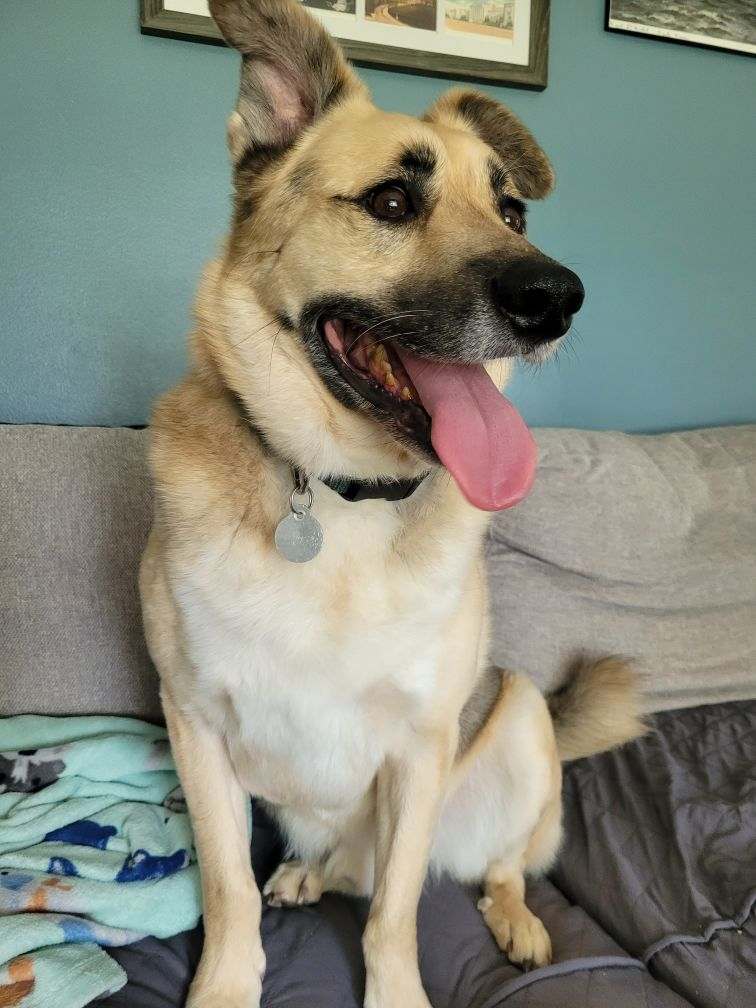 Home Page | Animal Rescue Project