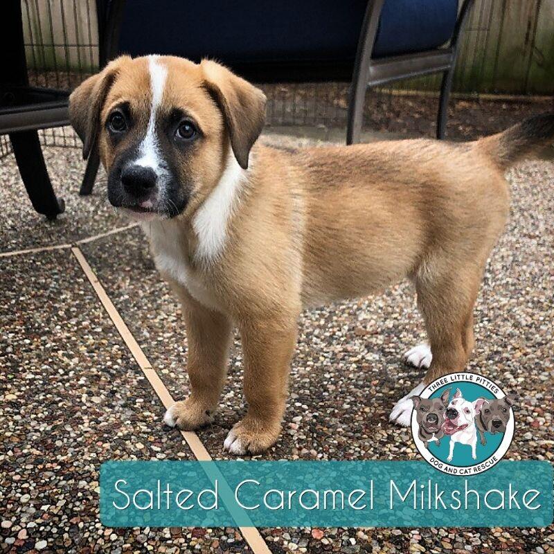 Dog for adoption - Salted Caramel Milkshake, a Border Collie & Labrador ...