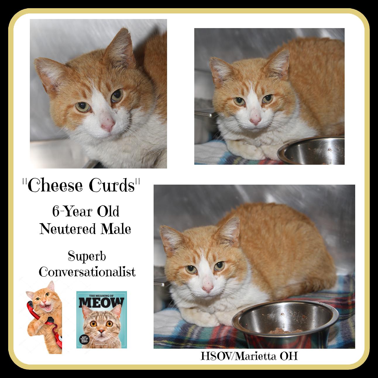 Cat for adoption - Cheese Curds (Neutered), a Tabby & Domestic Short ...