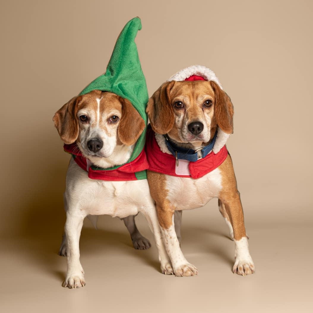 Dog for adoption - Sarah & Ruth, a Beagle in Roachdale, IN | Petfinder