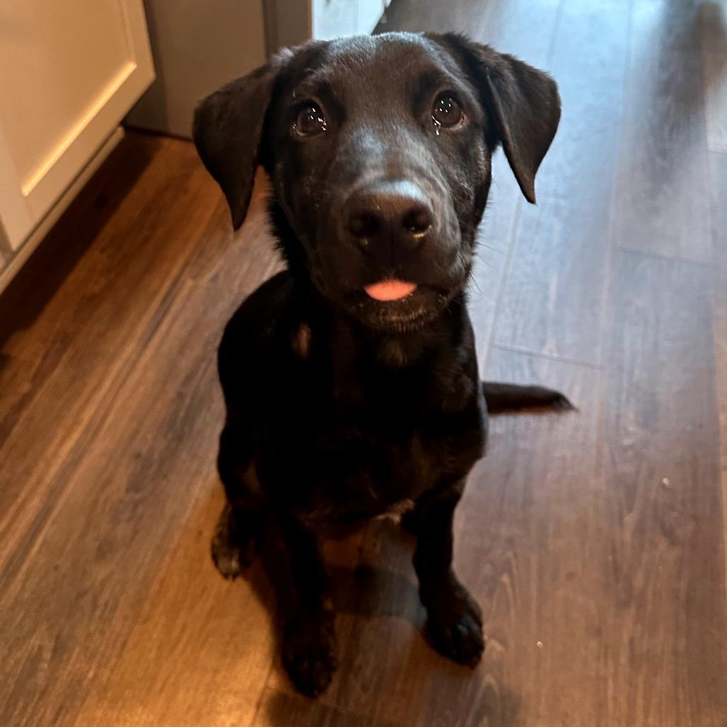 Dog for adoption - Onyx, a Black Labrador Retriever Mix in brattleboro, VT | Petfinder