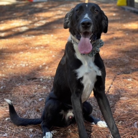 Dog for adoption - Willie, a Great Dane & Mountain Cur Mix in Geneseo ...