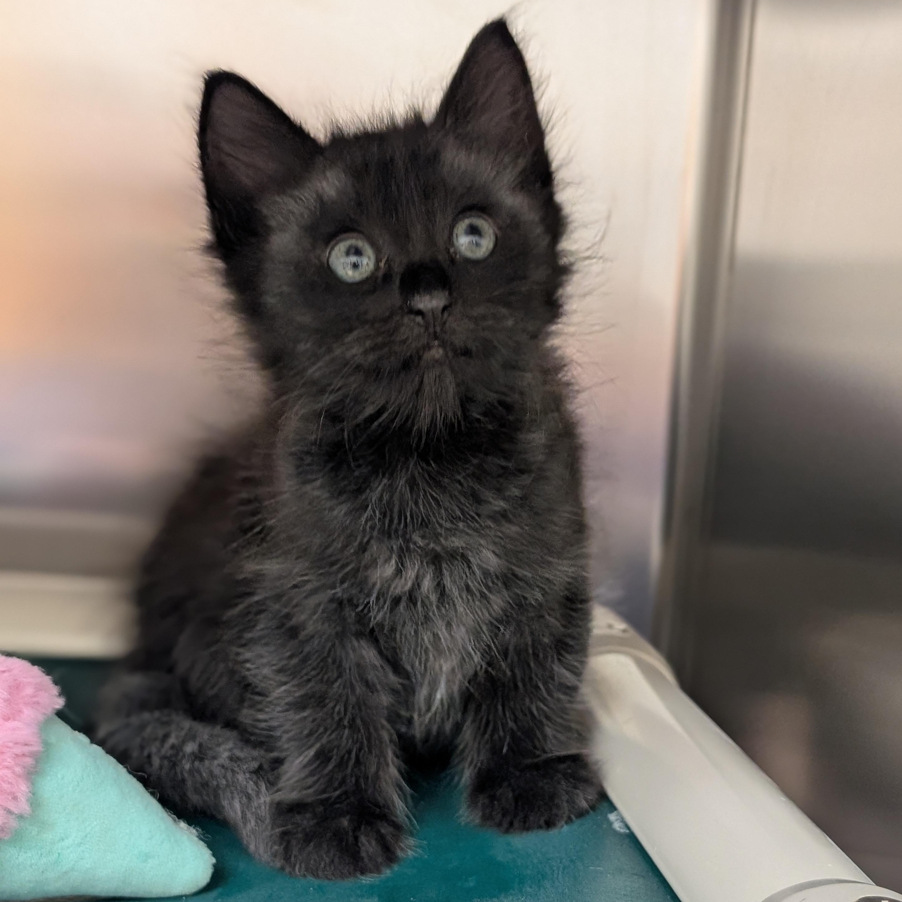 Wulf - Adoptable Pet | Petfinder | Petfinder