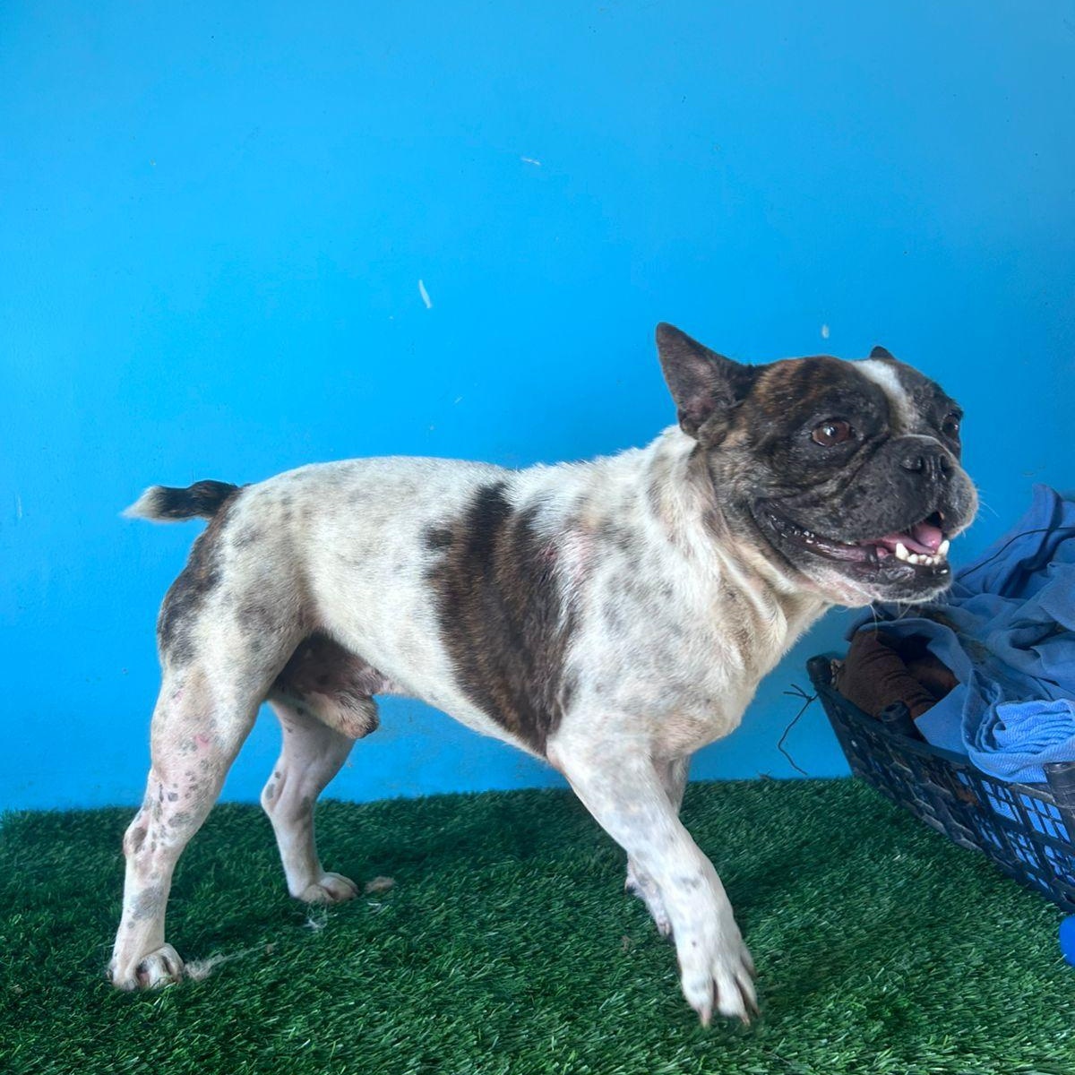 Dog for adoption - Frenchie, a French Bulldog in Tijuana, BCN | Petfinder