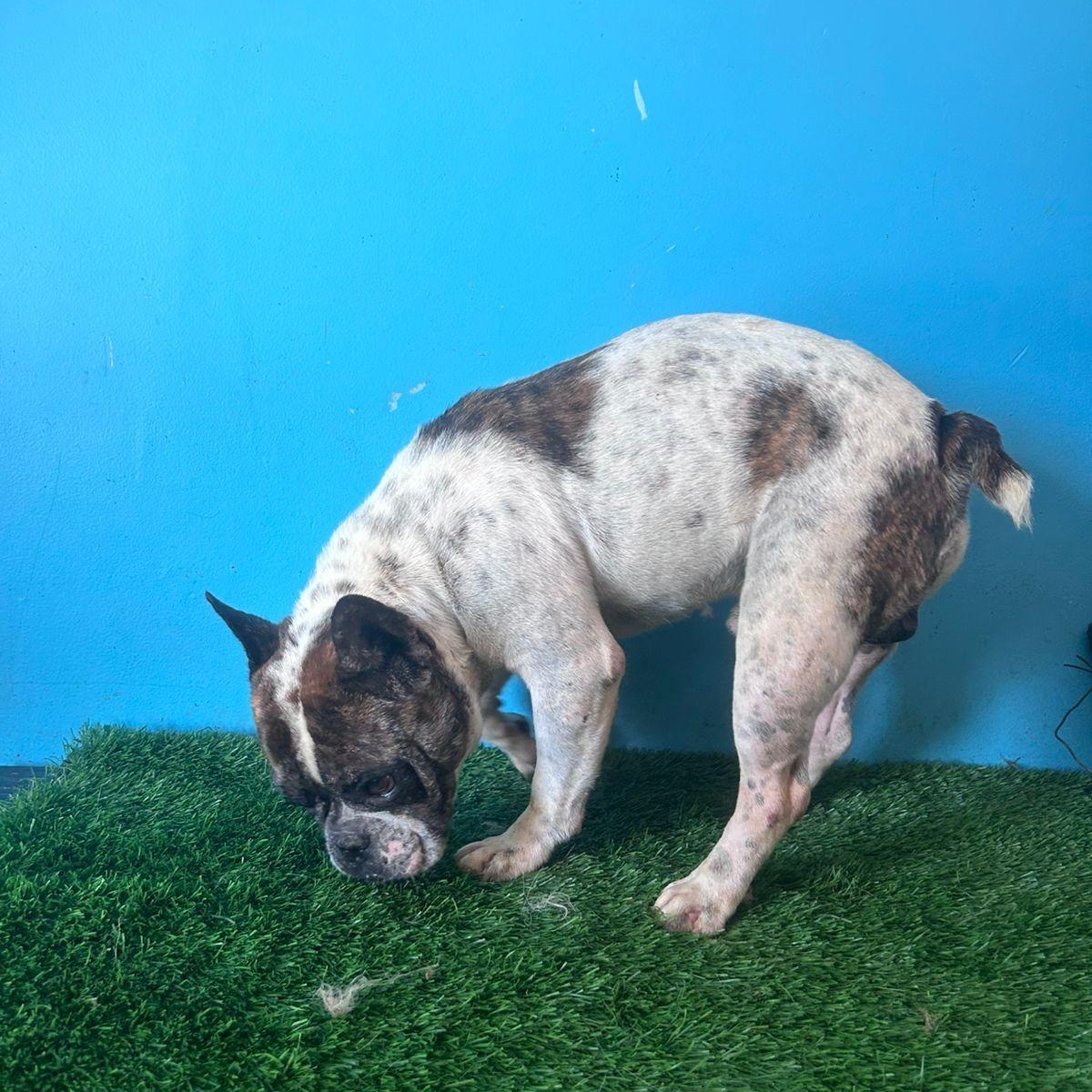 Dog for adoption - Frenchie, a French Bulldog in Tijuana, BCN | Petfinder