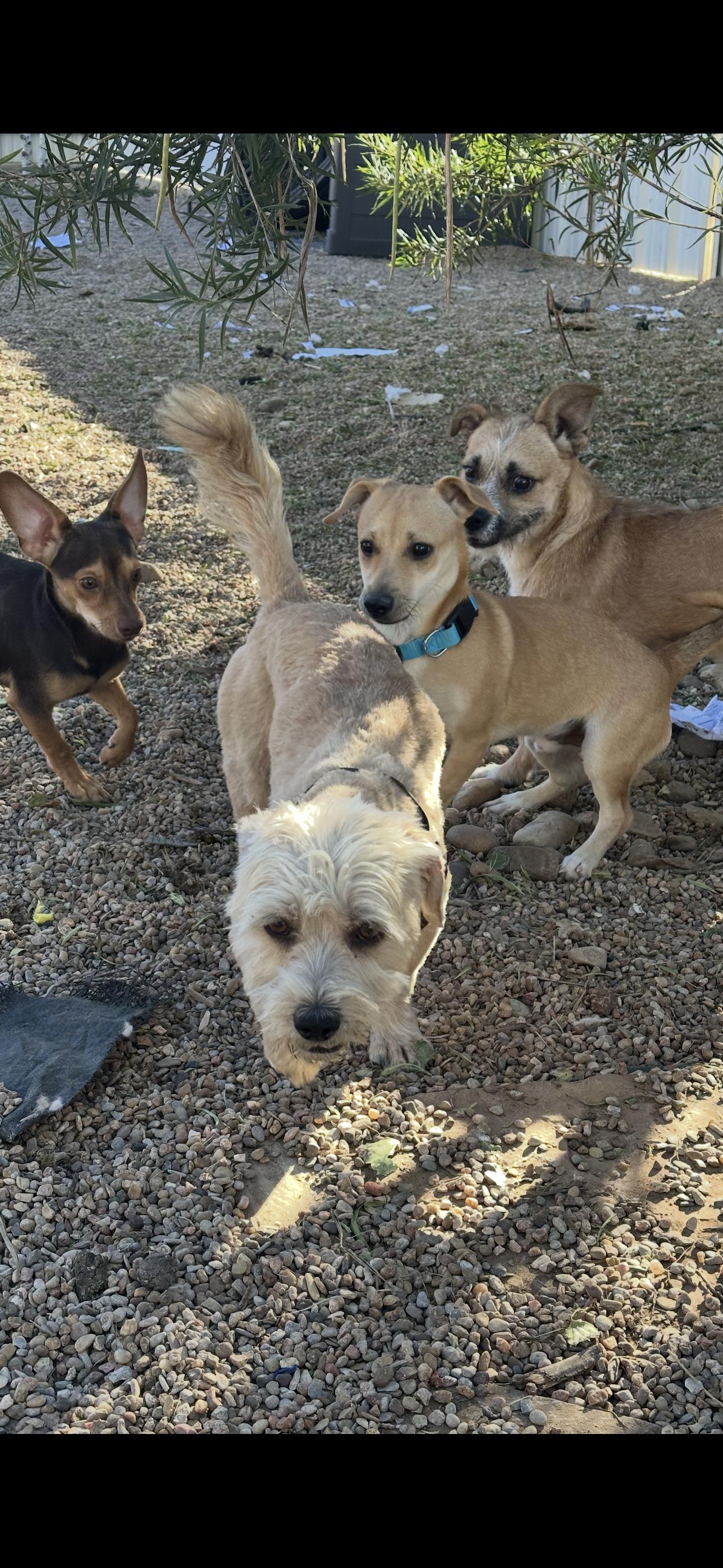 Dog for adoption - Bluey, a Chihuahua & Dachshund Mix in Clovis, NM ...