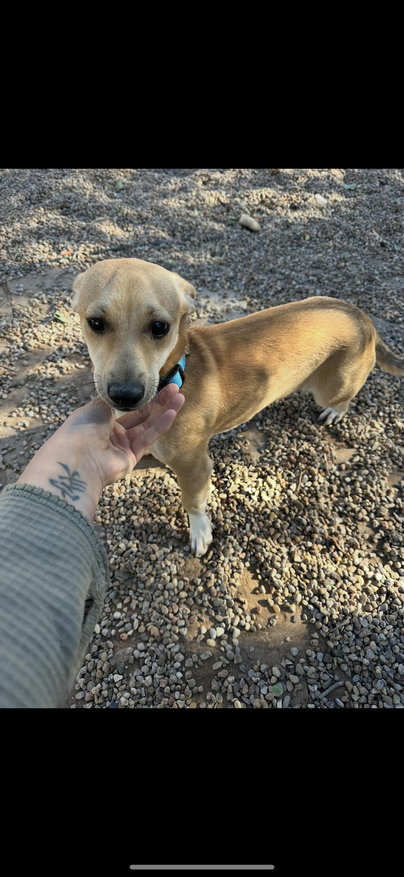 Dog for adoption - Bluey, a Chihuahua & Dachshund Mix in Clovis, NM ...