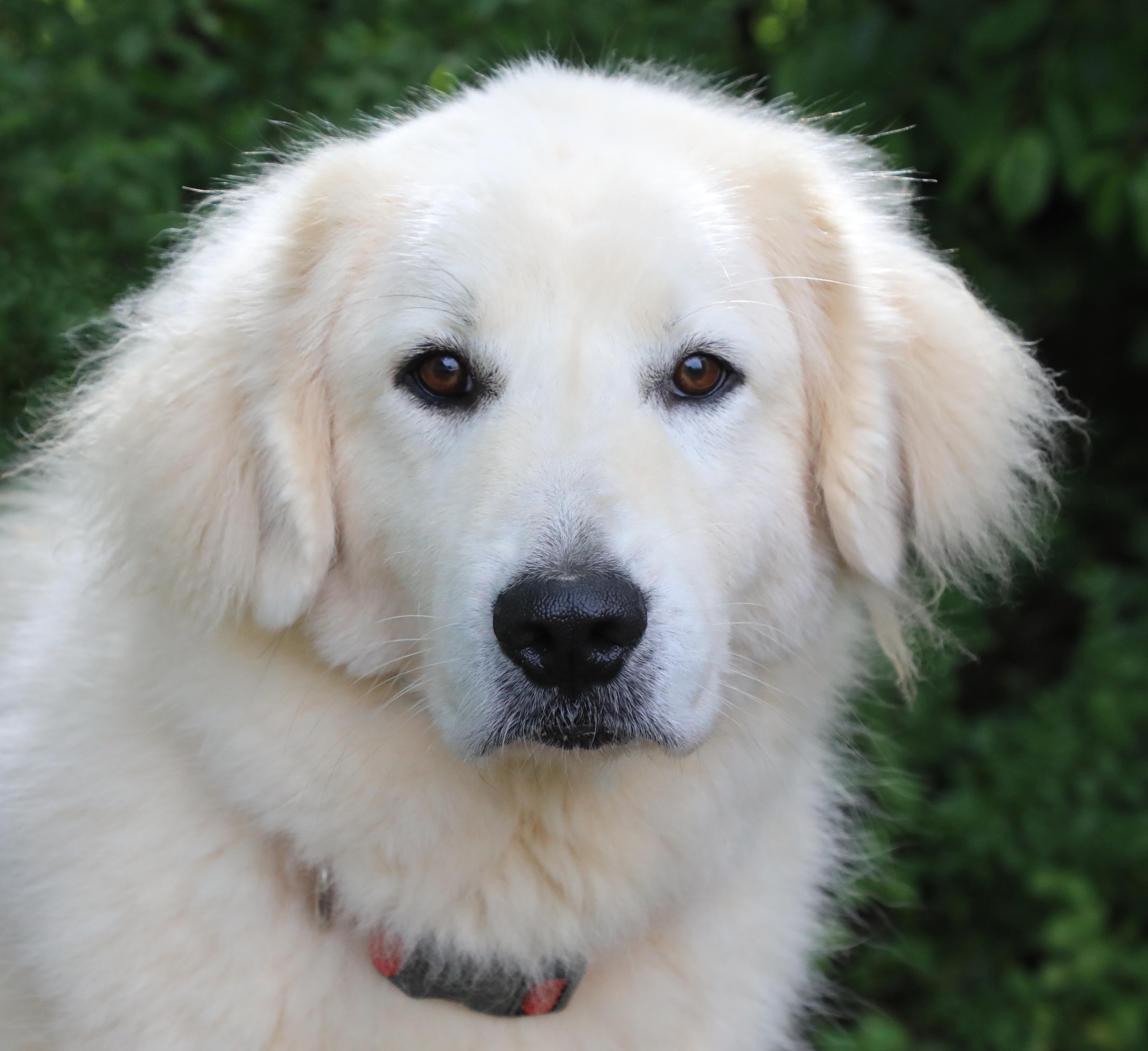 Dog for adoption - Cubby, a Great Pyrenees in Marshville, NC | Petfinder