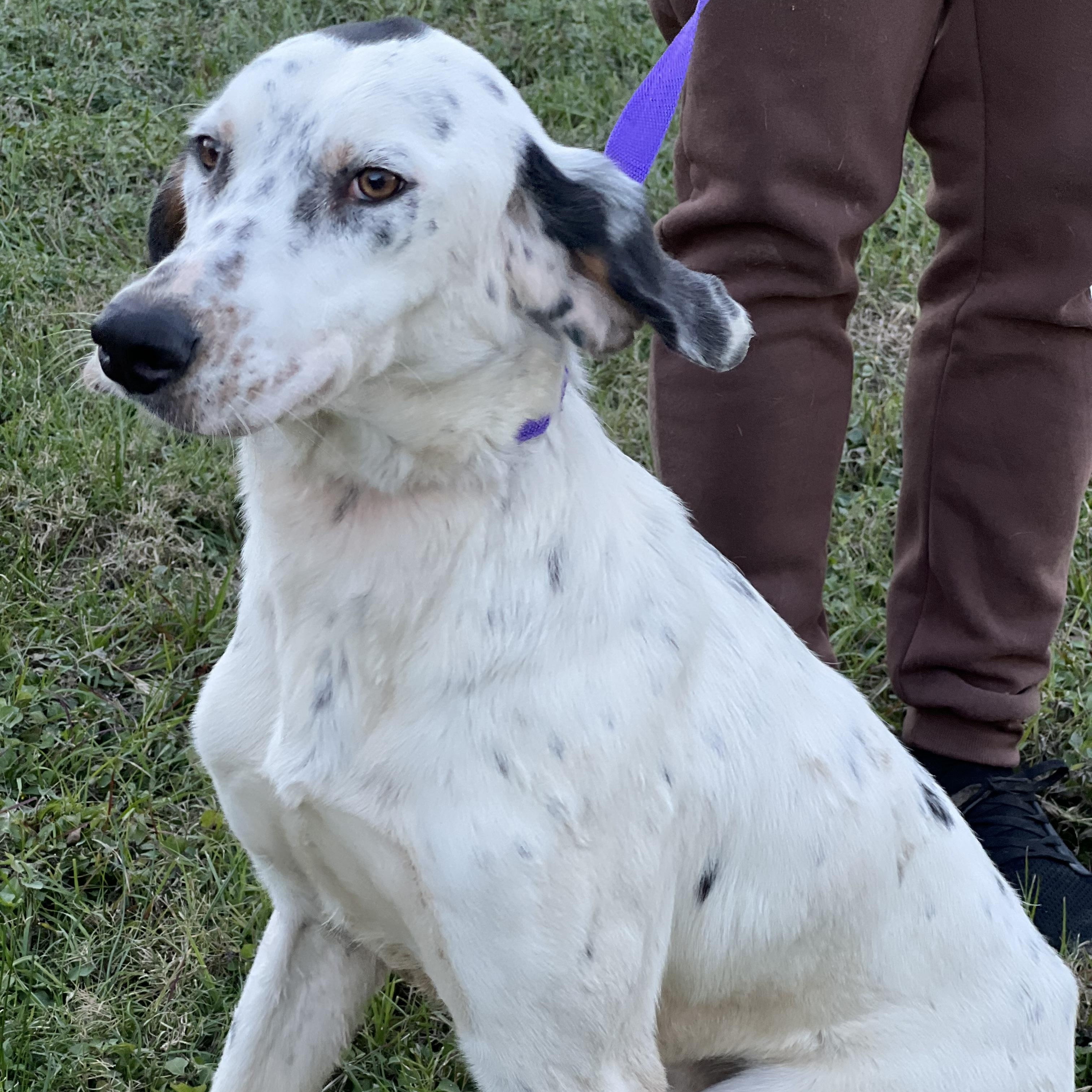 Dog for adoption - Jasper - Local Jan 24-26, a Labrador Retriever ...