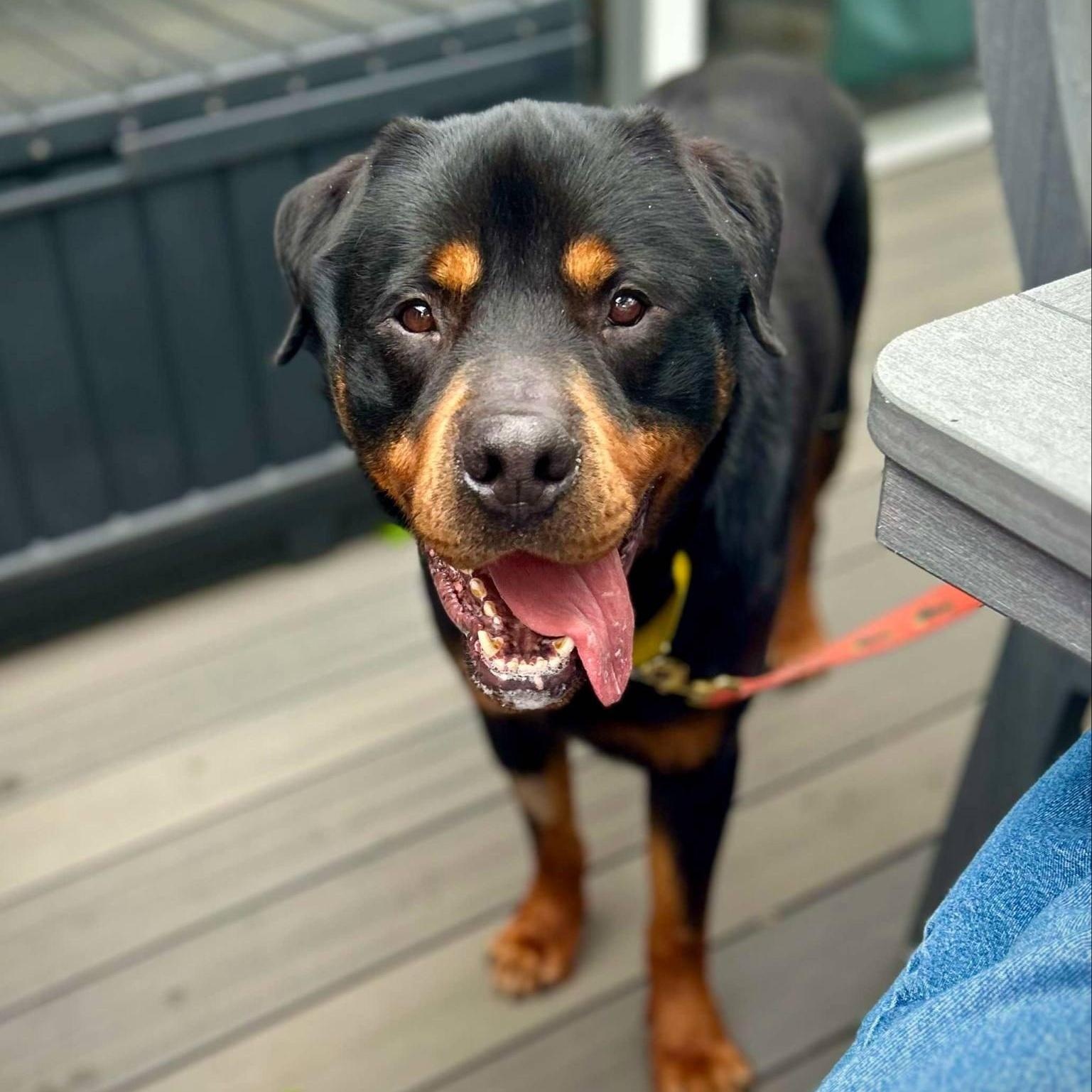 Dog for adoption - Shadow, a Rottweiler in Princeton, NJ | Petfinder