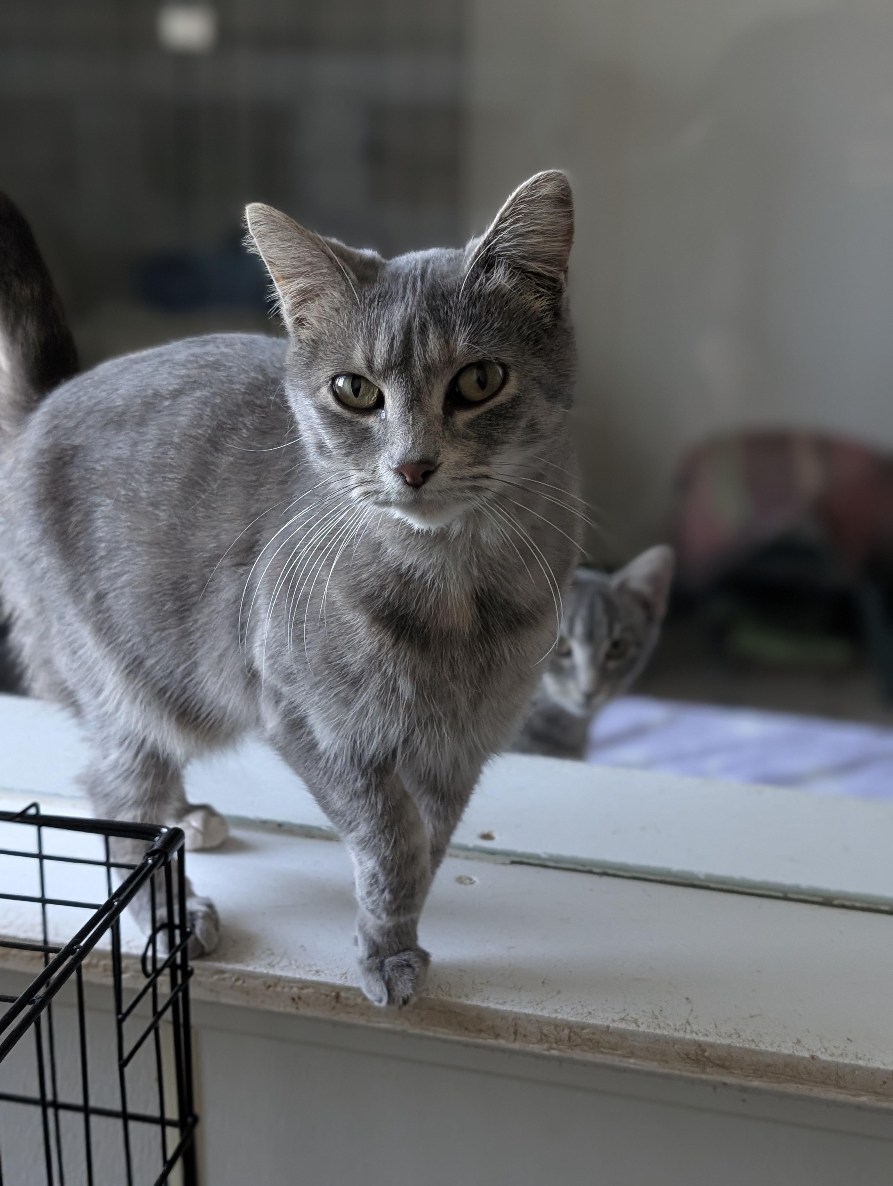 Cat for adoption - Bethany, a Domestic Short Hair in Tilton, IL | Petfinder