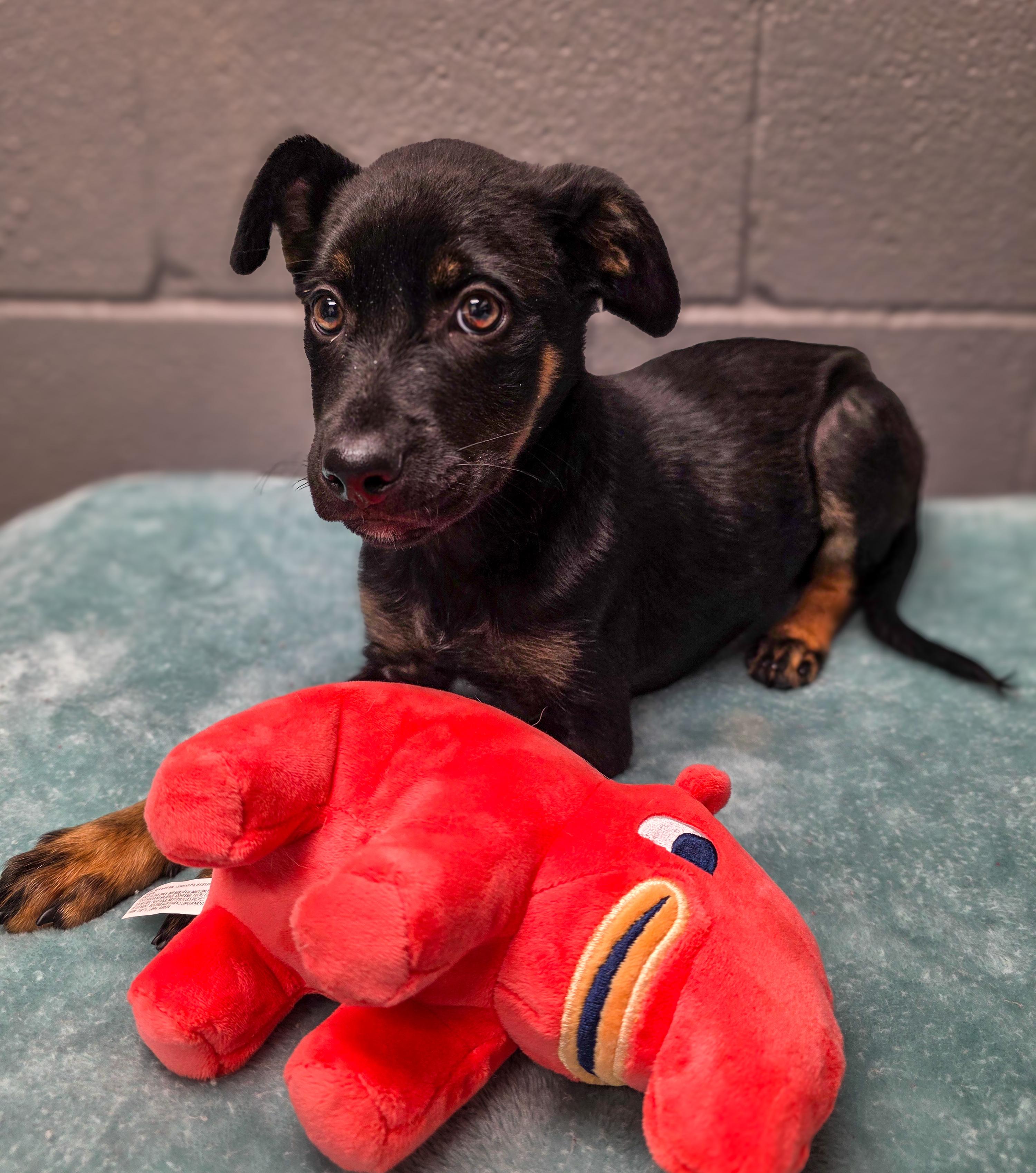 Dog for adoption - Gigi, a Shepherd & Terrier Mix in White Marsh, MD ...