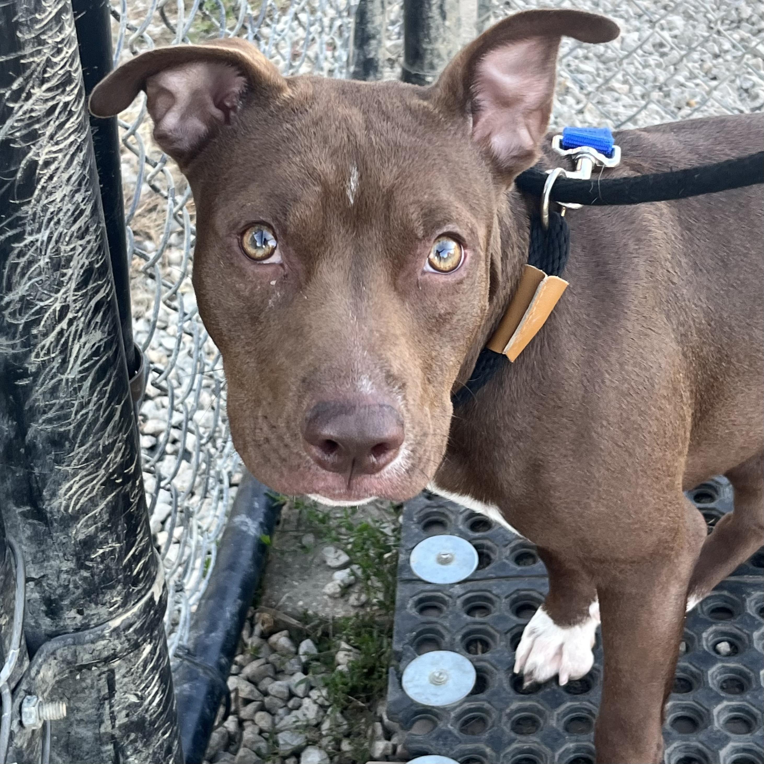 Dog for adoption - Hershey, a Mixed Breed in Dubuque, IA | Petfinder