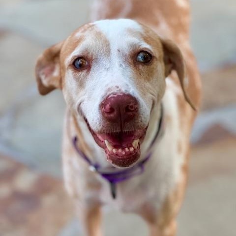 Dog for adoption - Janine aka “Tabby Dog” a Perfect Family Companion ...