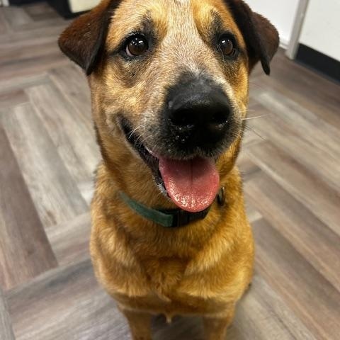 Dog for adoption - Tucker, a Shepherd & Black Mouth Cur Mix in Clive ...