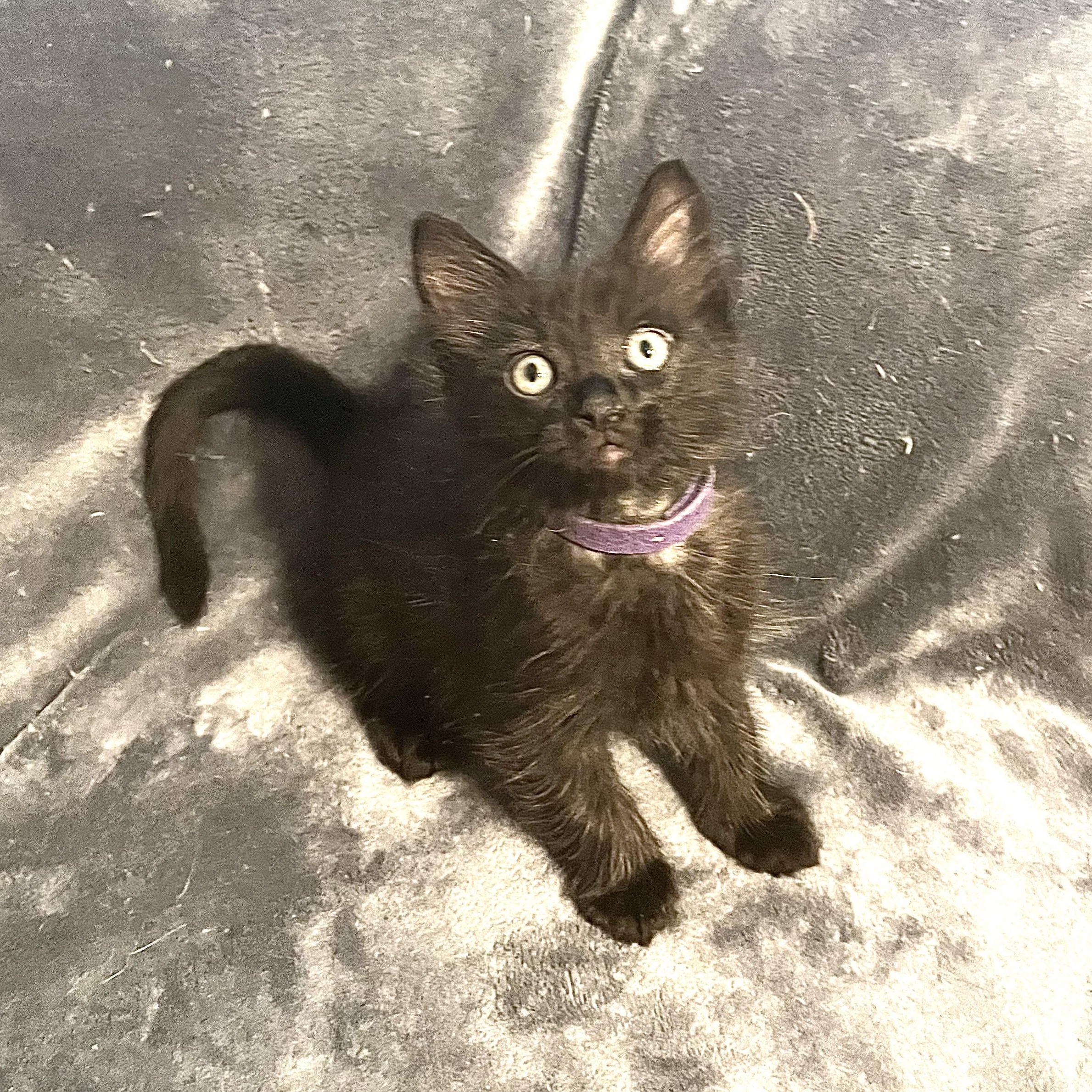 Cat for adoption - Castor, a Domestic Short Hair in Waterford, CT ...