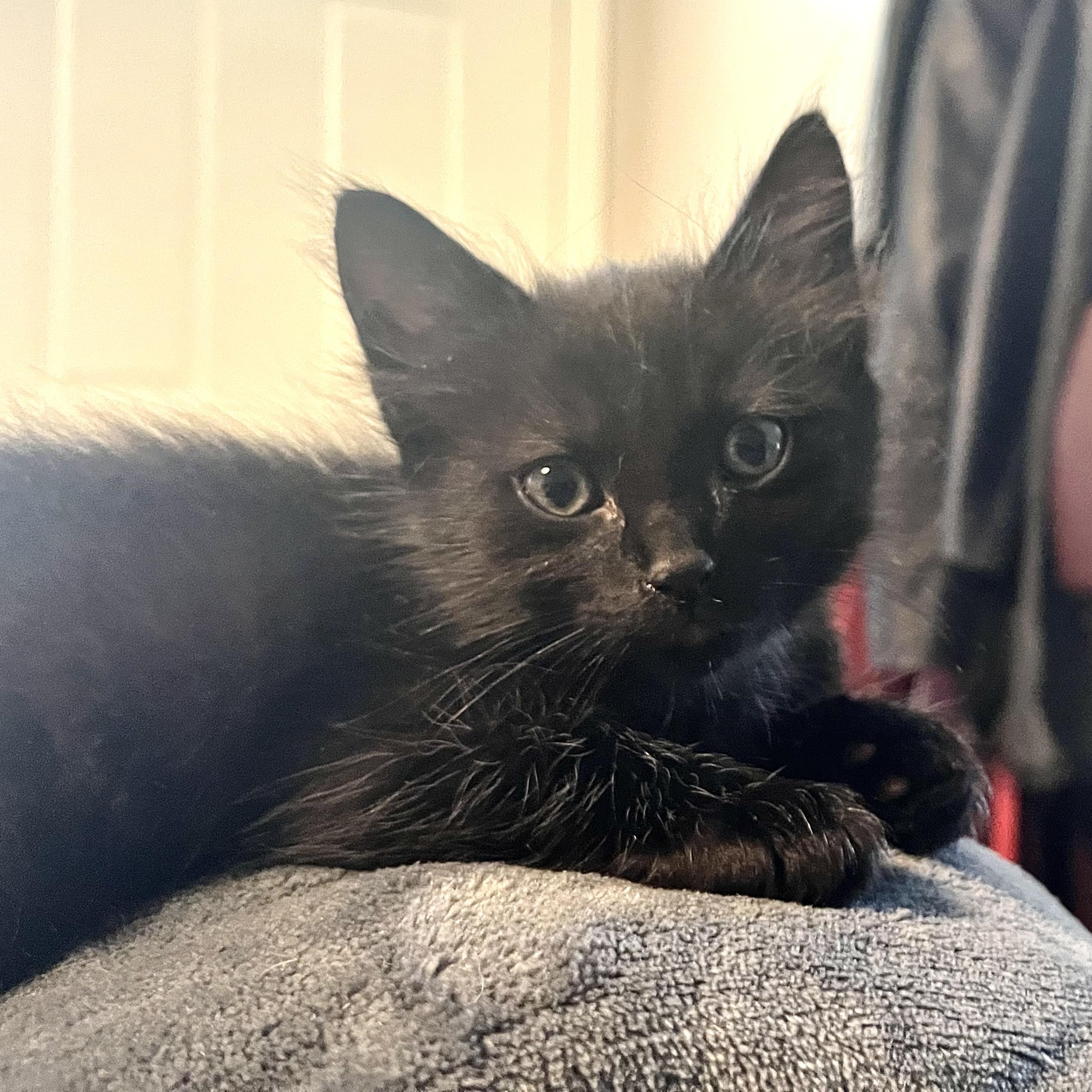 Cat for adoption - Castor, a Domestic Short Hair in Waterford, CT ...