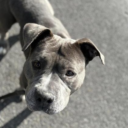 Dog for adoption - Mallory, a Pit Bull Terrier Mix in Syracuse, NY ...