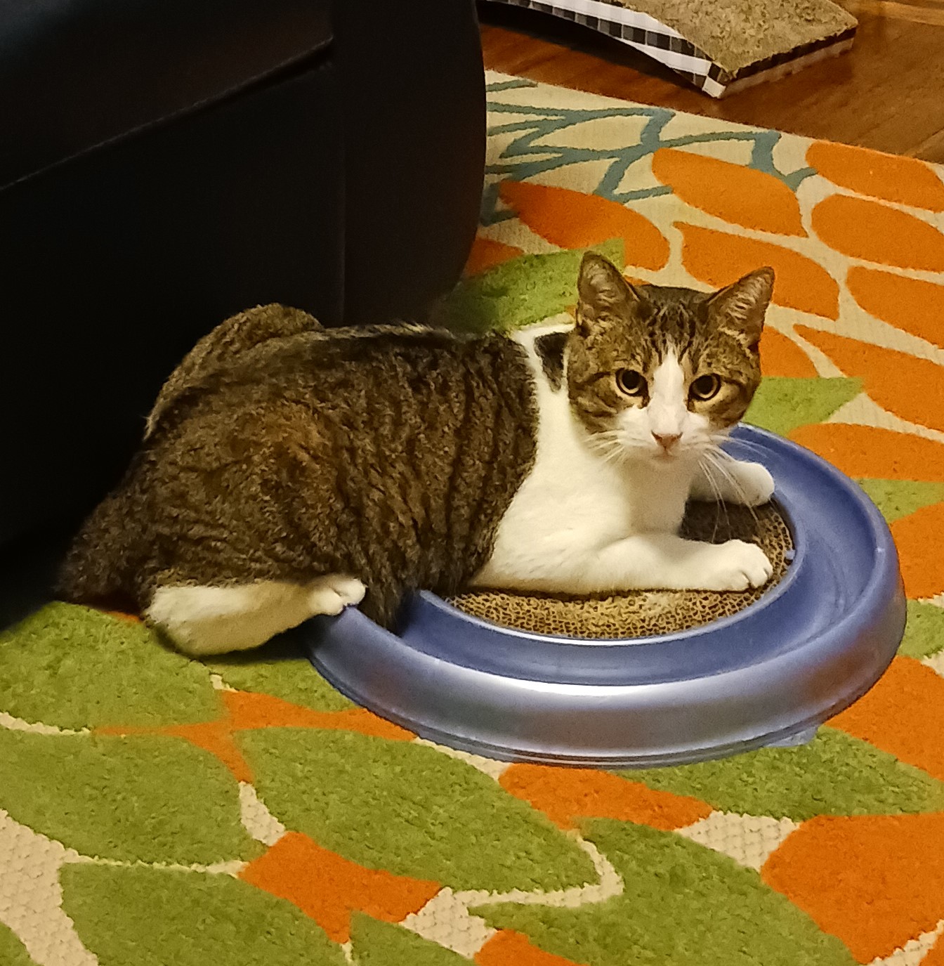 Cat Adoption in Bronx NY - Bronx Tails