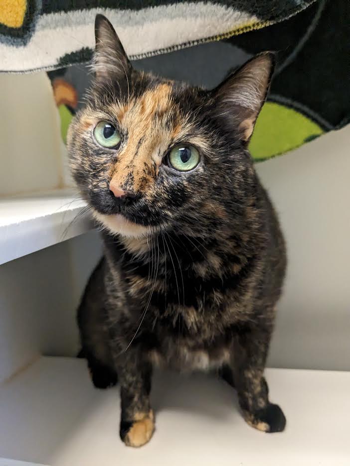 ADOPT - Whatcom Humane Society