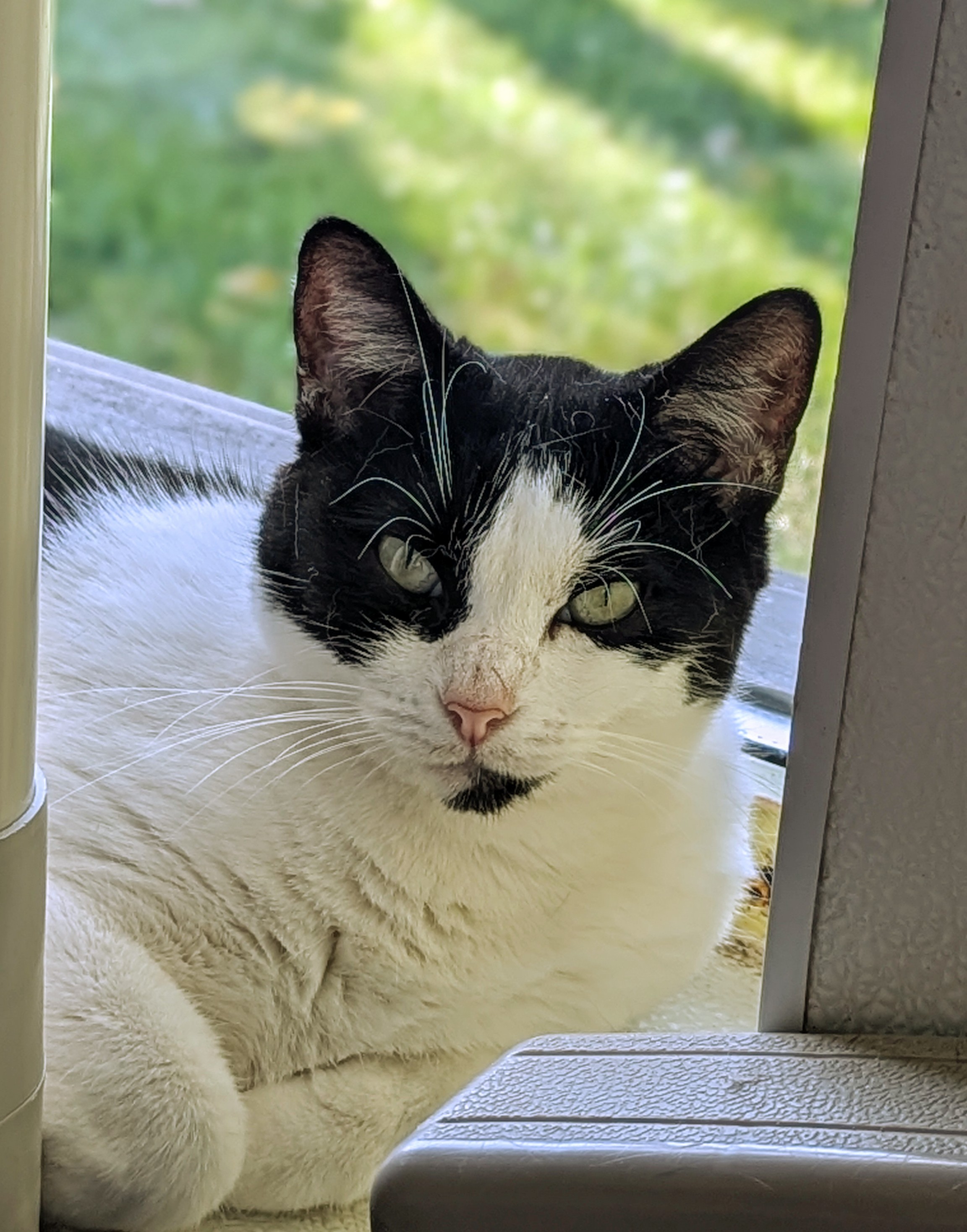 Cat for adoption - Duchess, a Domestic Short Hair in Decatur, IL ...