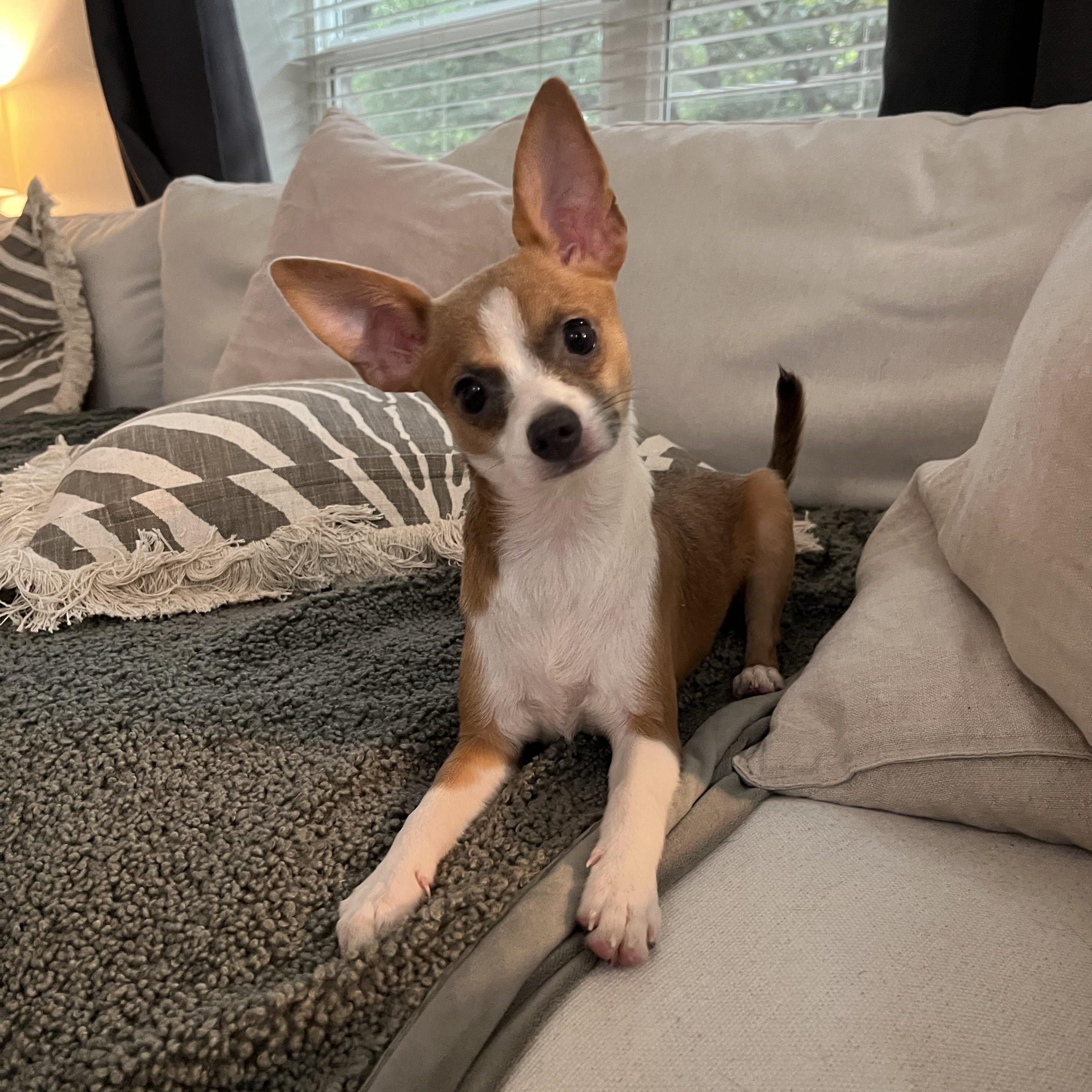 Dog for adoption - Calista, a Chihuahua Mix in Manahawkin, NJ | Petfinder