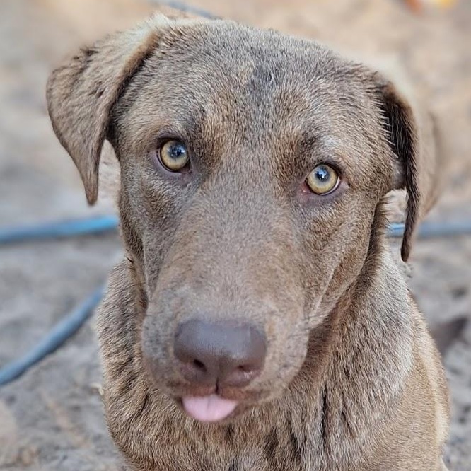 Dog for adoption - Reba, a Chesapeake Bay Retriever & Labrador ...