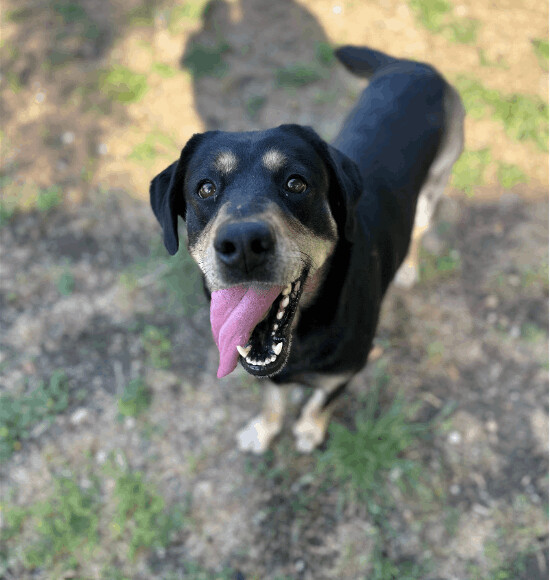 Dog for adoption - Ellie Benelli, a Rottweiler & Shepherd Mix in ...