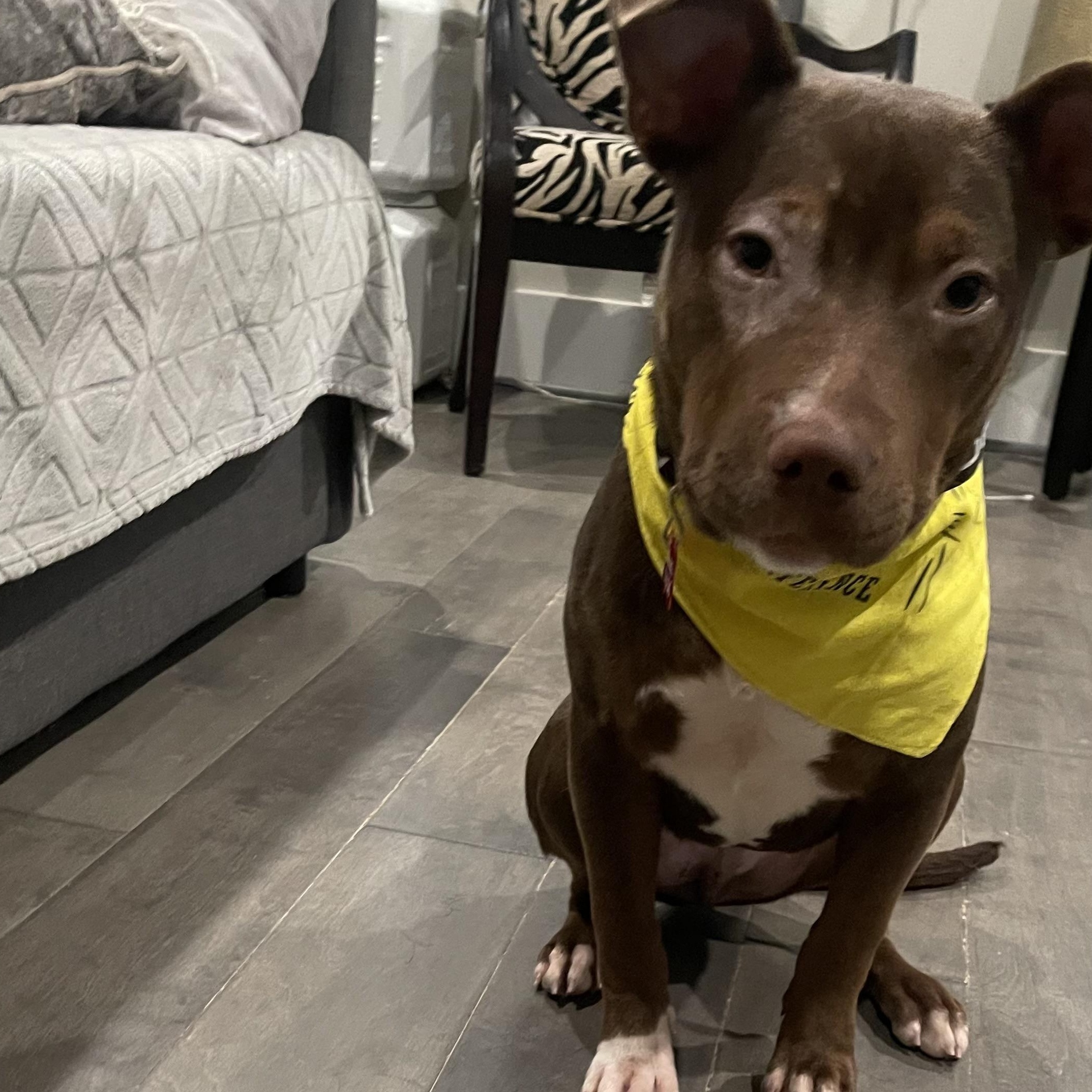 Dog for adoption - Rusty, a Pit Bull Terrier in Staten Island , NY ...
