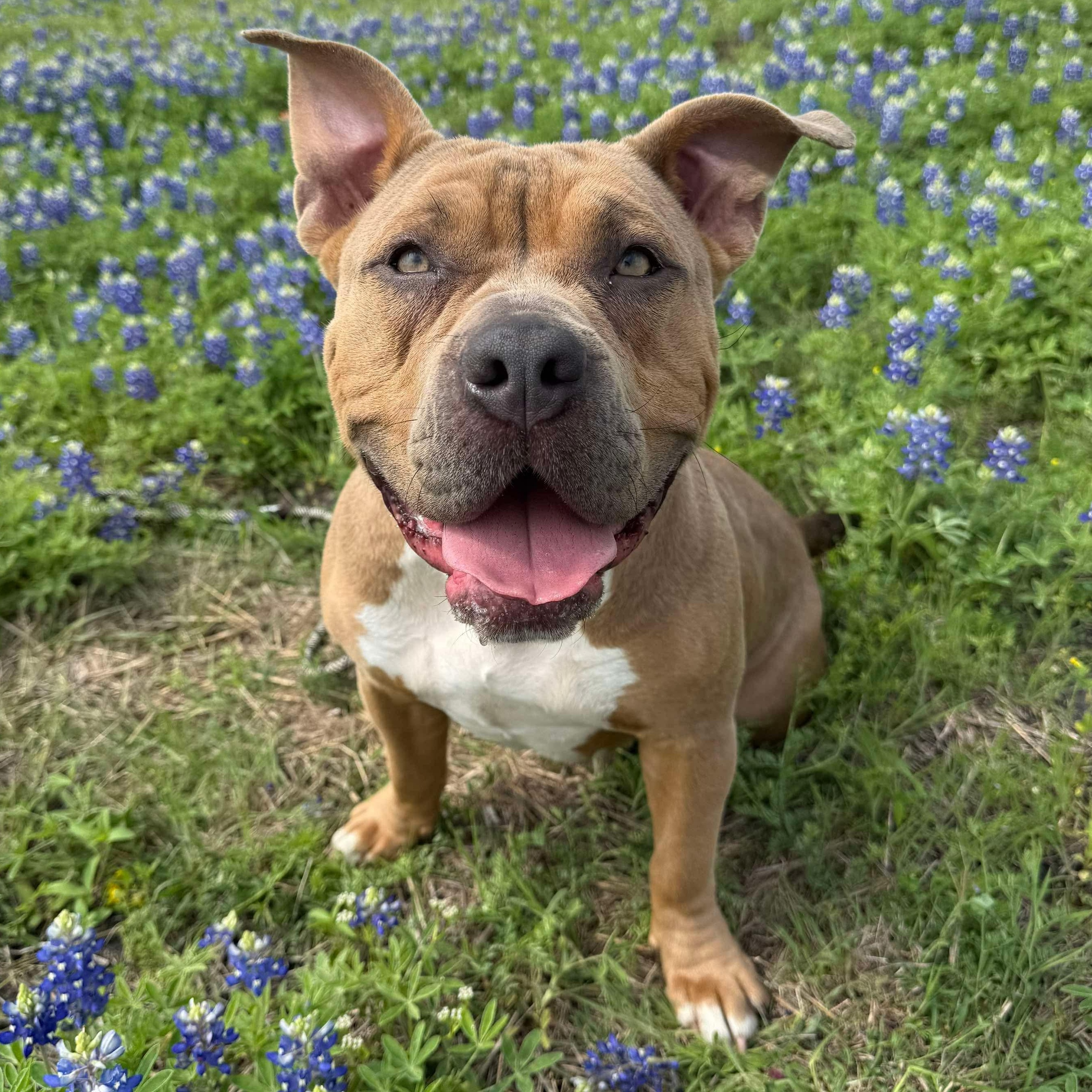 Dog for adoption - Riley (The Land Hippo), an American Staffordshire ...