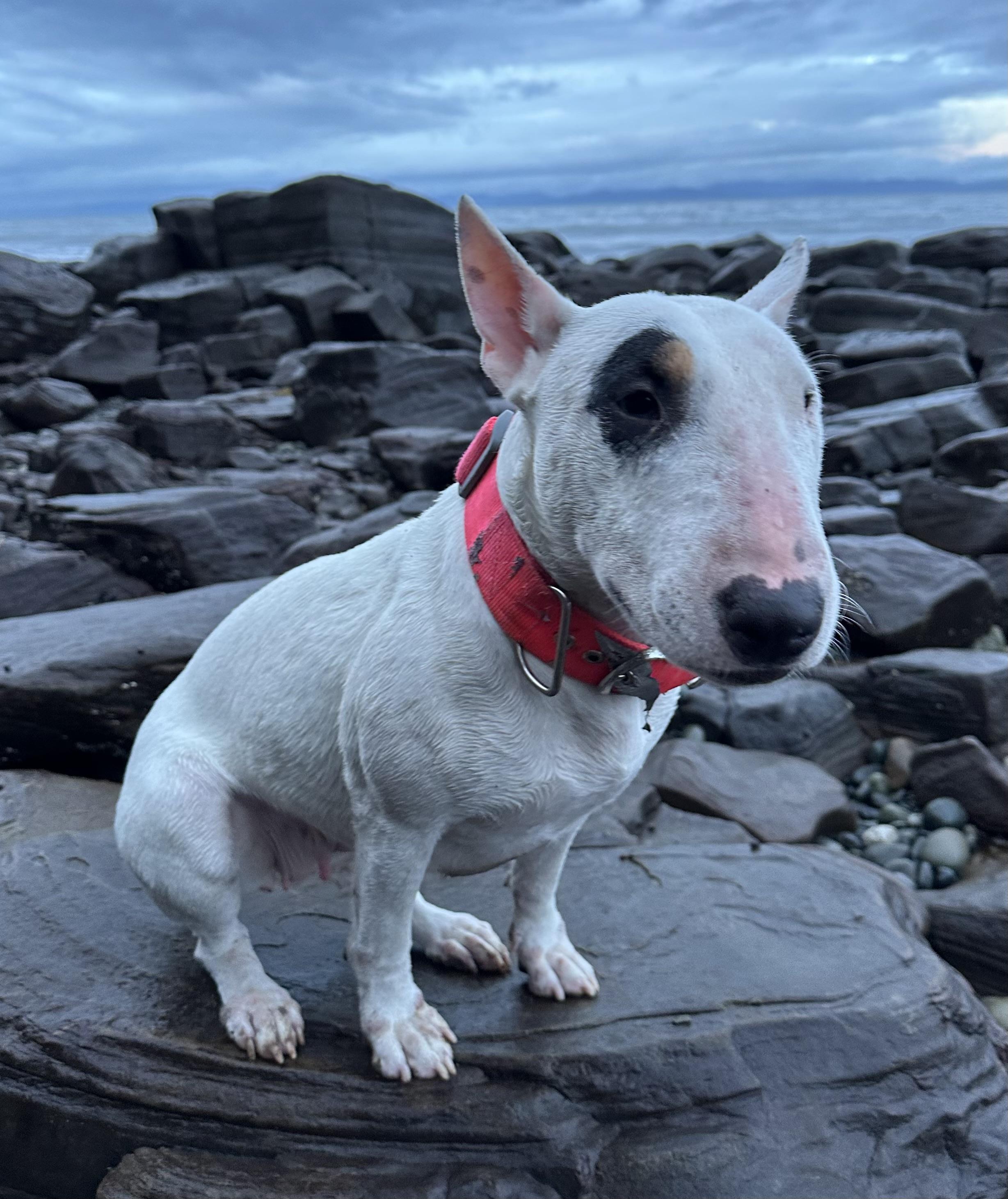 Dog for adoption - Mimi, a Miniature Bull Terrier in Puyallup, WA ...