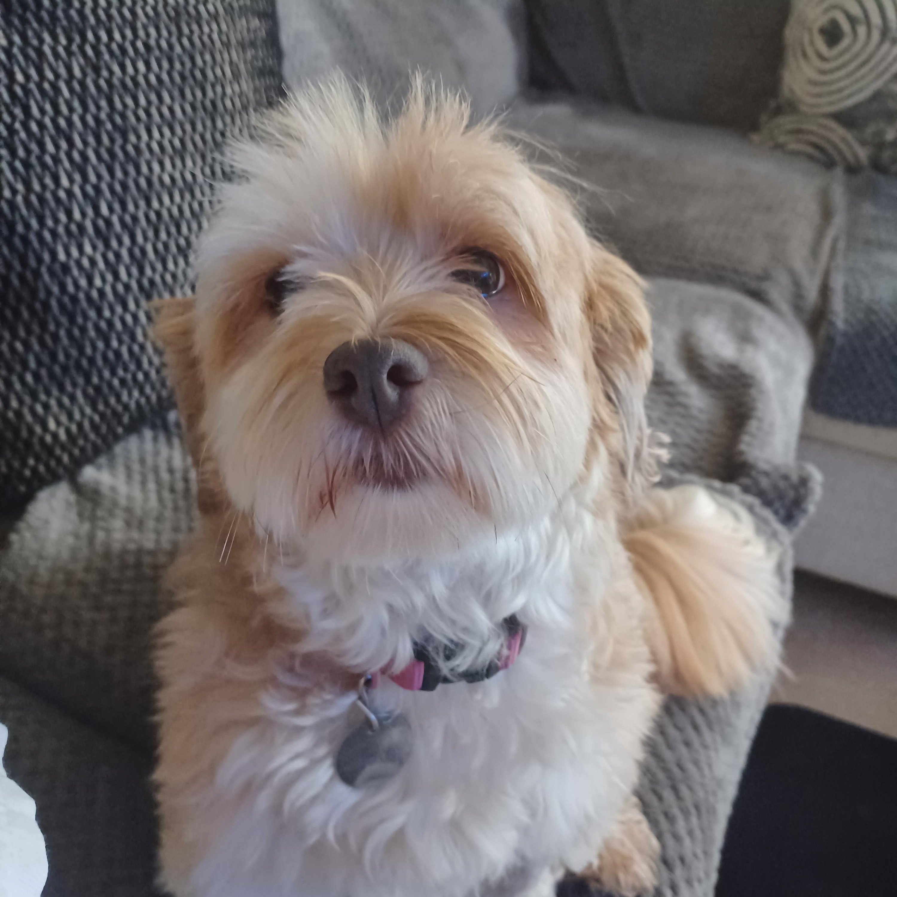 Dog for adoption - Wanda - FOSTER OR ADOPT, a Shih Tzu Mix in White Bear Lake, MN | Petfinder