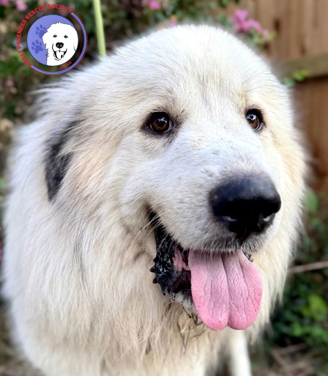 Dog for adoption - Memphis, a Great Pyrenees in Eugene, OR | Petfinder