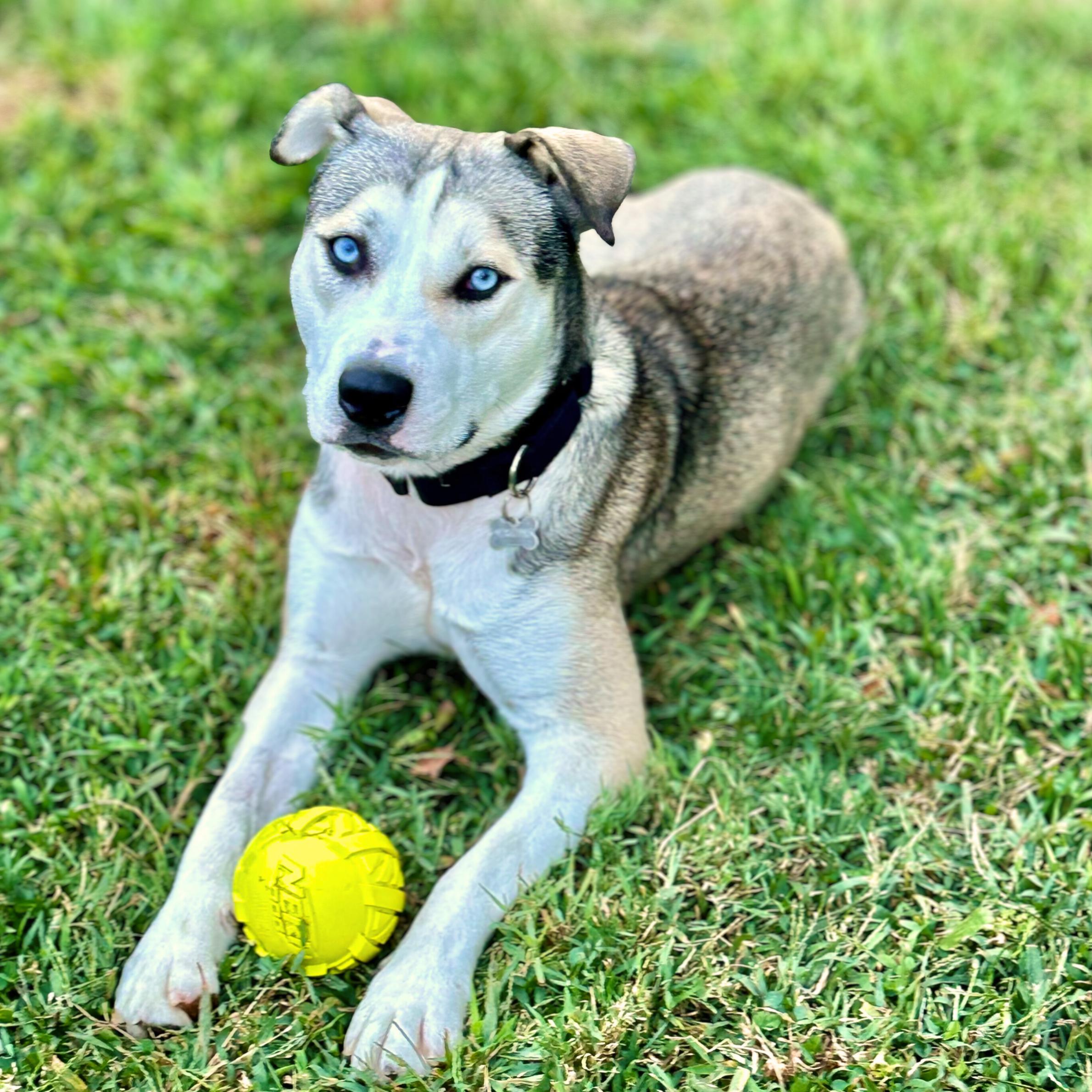 Dog for adoption - Skadi, a Husky Mix in New Canaan, CT | Petfinder