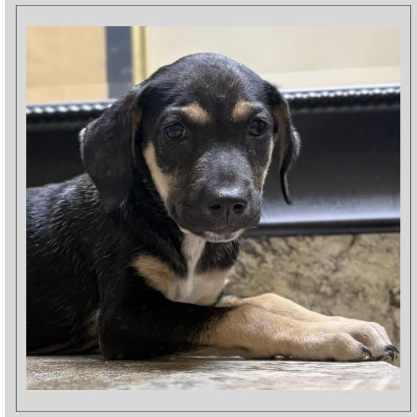 Dog for adoption - Remi, a Shepherd Mix in Briarcliff Manor, NY | Petfinder