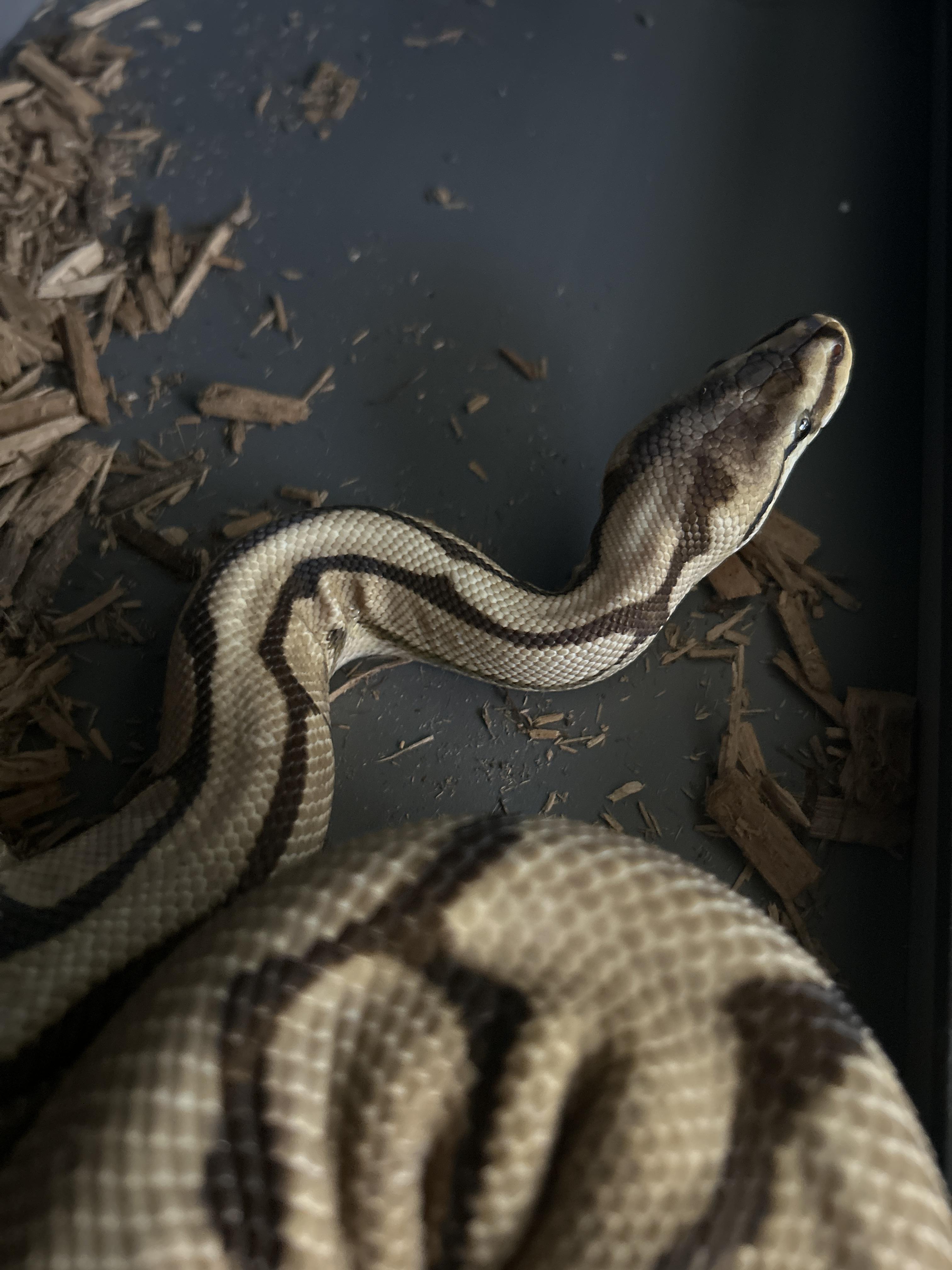 Snake for adoption - Peeps Ball Python, a Ball Python in Concord, CA ...