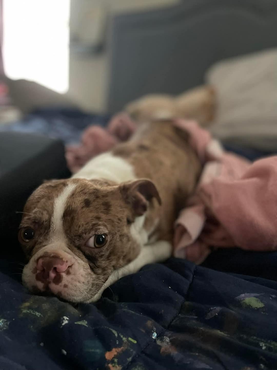 Dog for adoption - Stewie - pending, a Boston Terrier in Kansas City ...