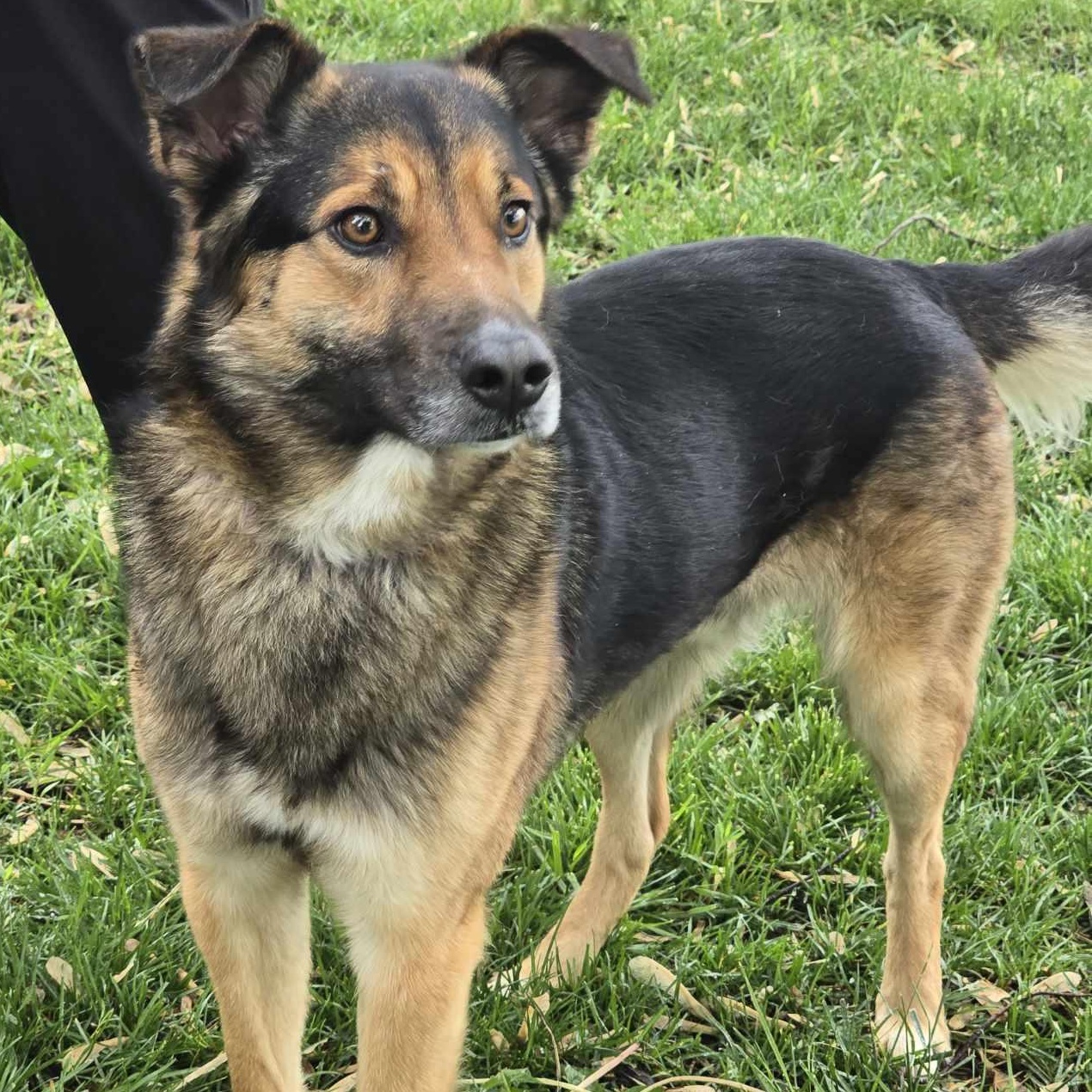 Dog for adoption - Napoleon, a German Shepherd Dog Mix in Waterloo, IA ...