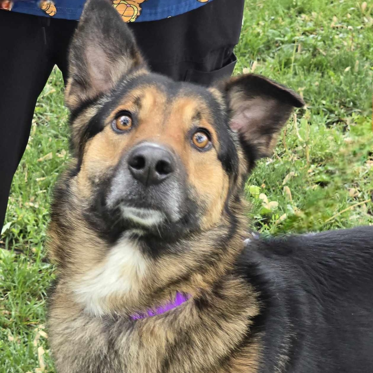 Dog for adoption - Napoleon, a German Shepherd Dog Mix in Waterloo, IA ...