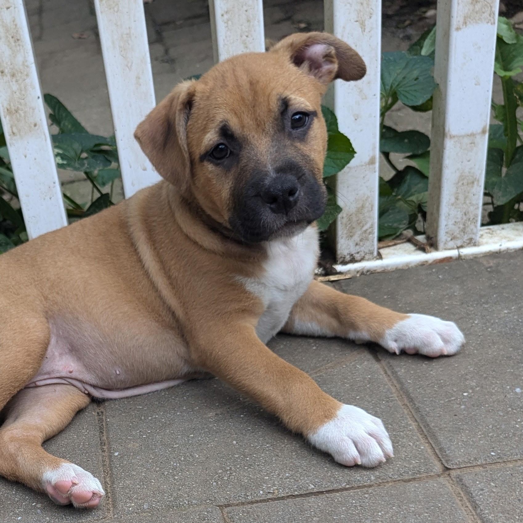 Dog for adoption - Rose, a Labrador Retriever & Boxer Mix in Paramus, NJ | Petfinder