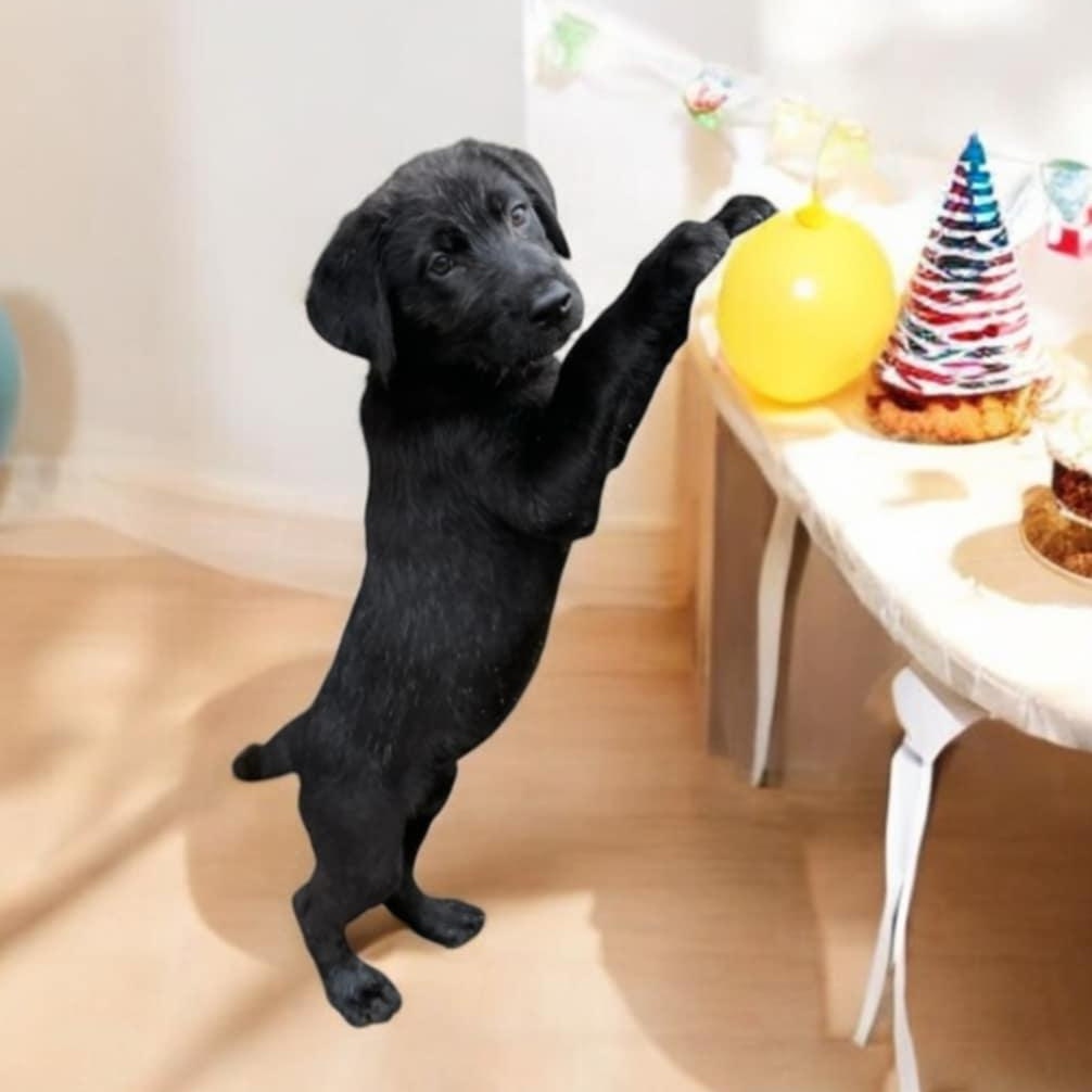 Dog for adoption - Floki, a Black Labrador Retriever Mix in Smithfield ...