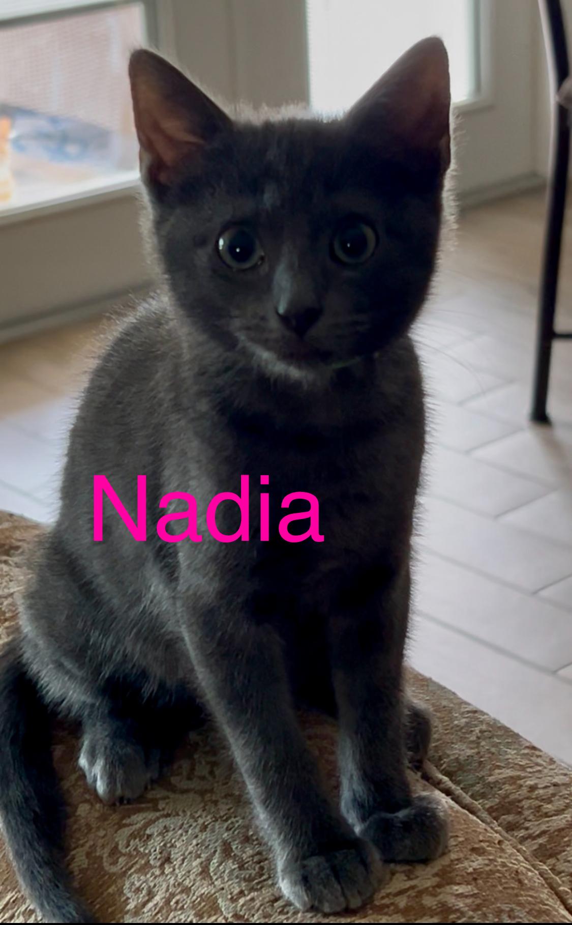 Cat for adoption - Nadia, a Russian Blue Mix in Fern Park, FL | Petfinder