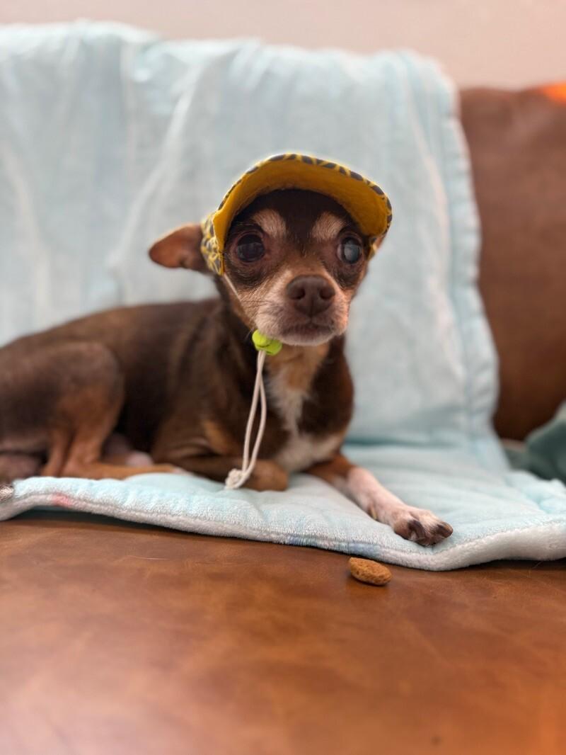 Dog for adoption - Lieutenant Dan, a Chihuahua Mix in Austin, TX ...
