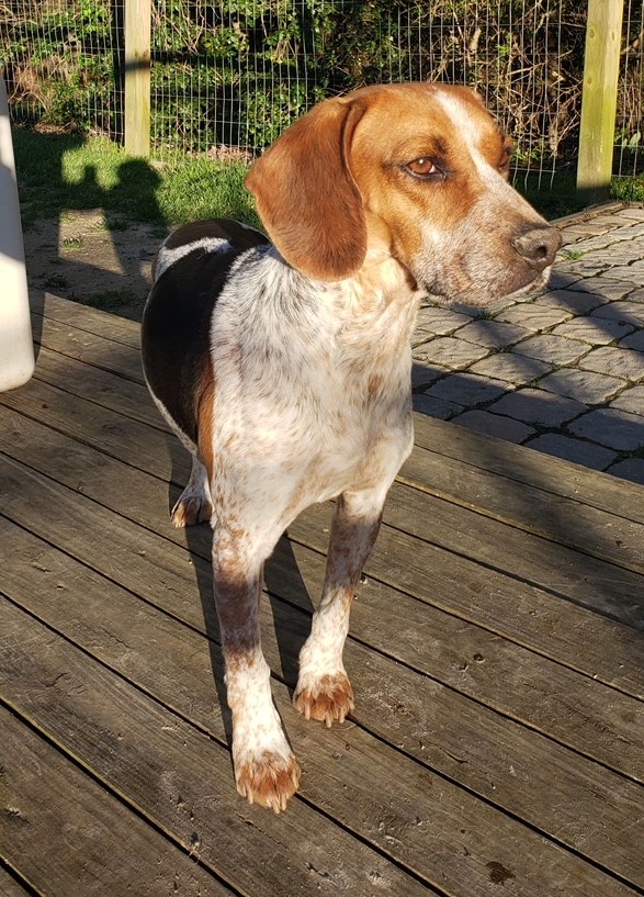 Hanover Humane Society | Adoption Education Prevention